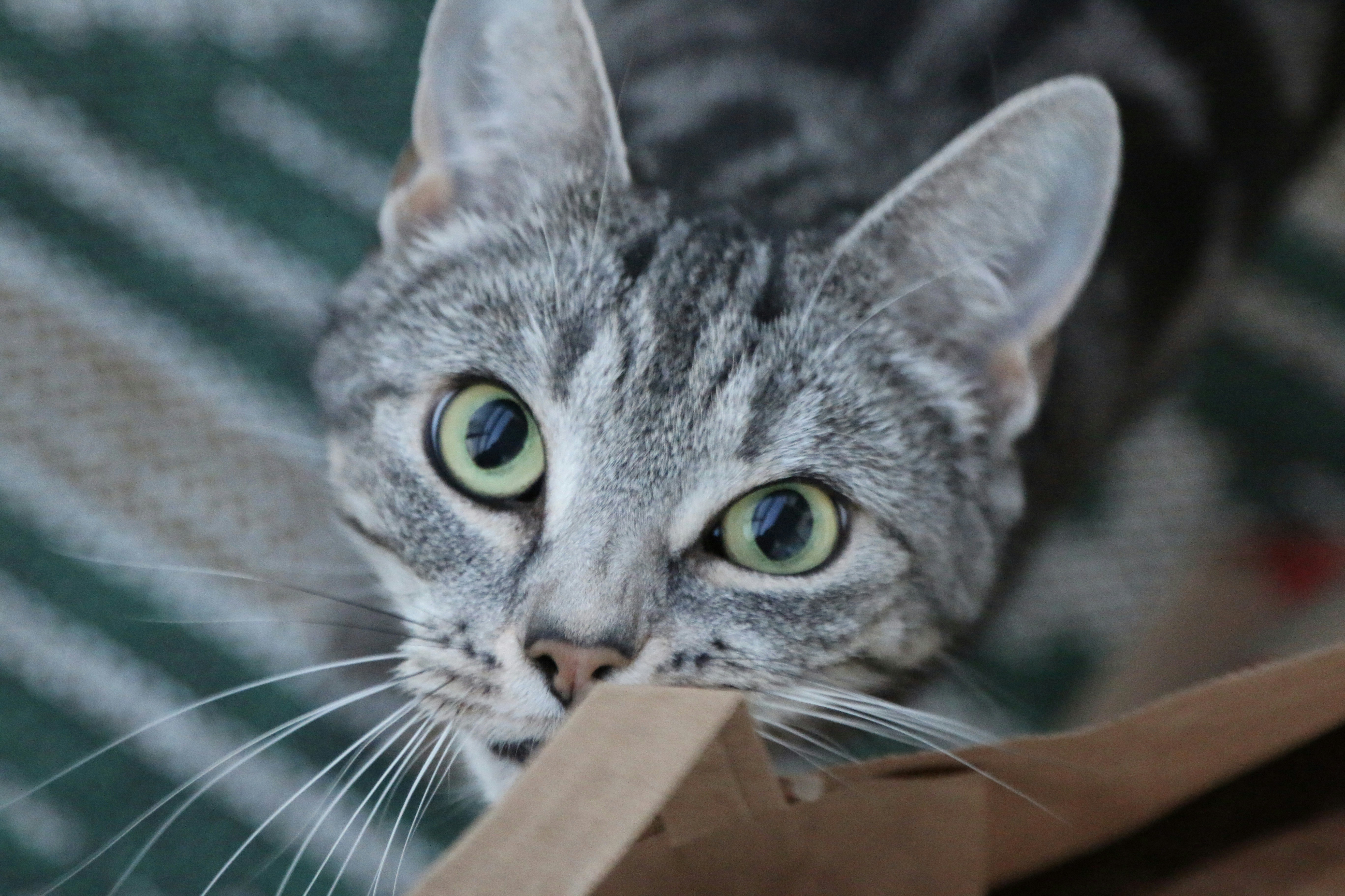 Green-Eyed Tabby Investigates Crumpled Cardboard Under Stripey Light
