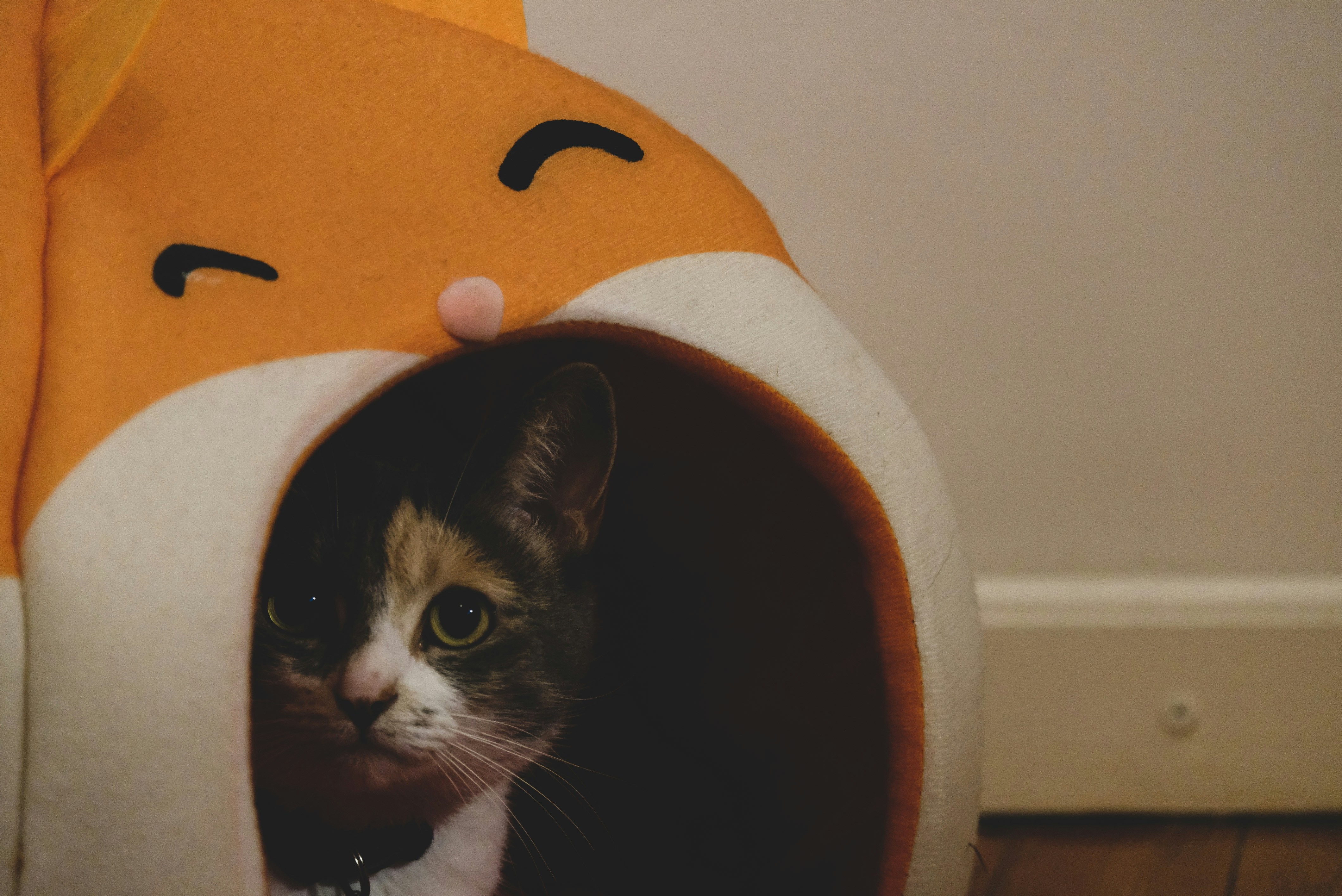 Kitty in a Cozy Orange Nook