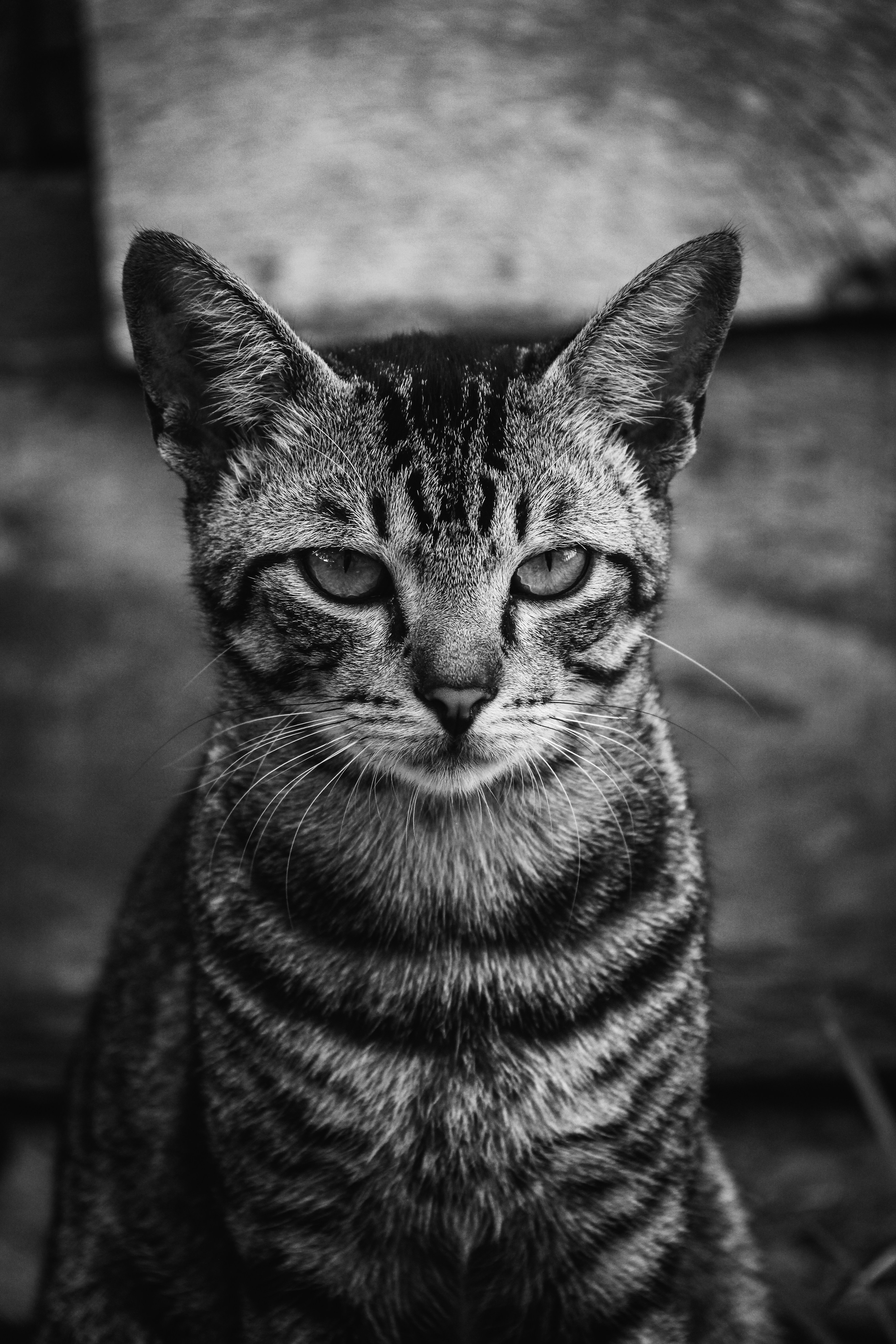 Black and white tabby cat photo – Free Grey Image on Unsplash