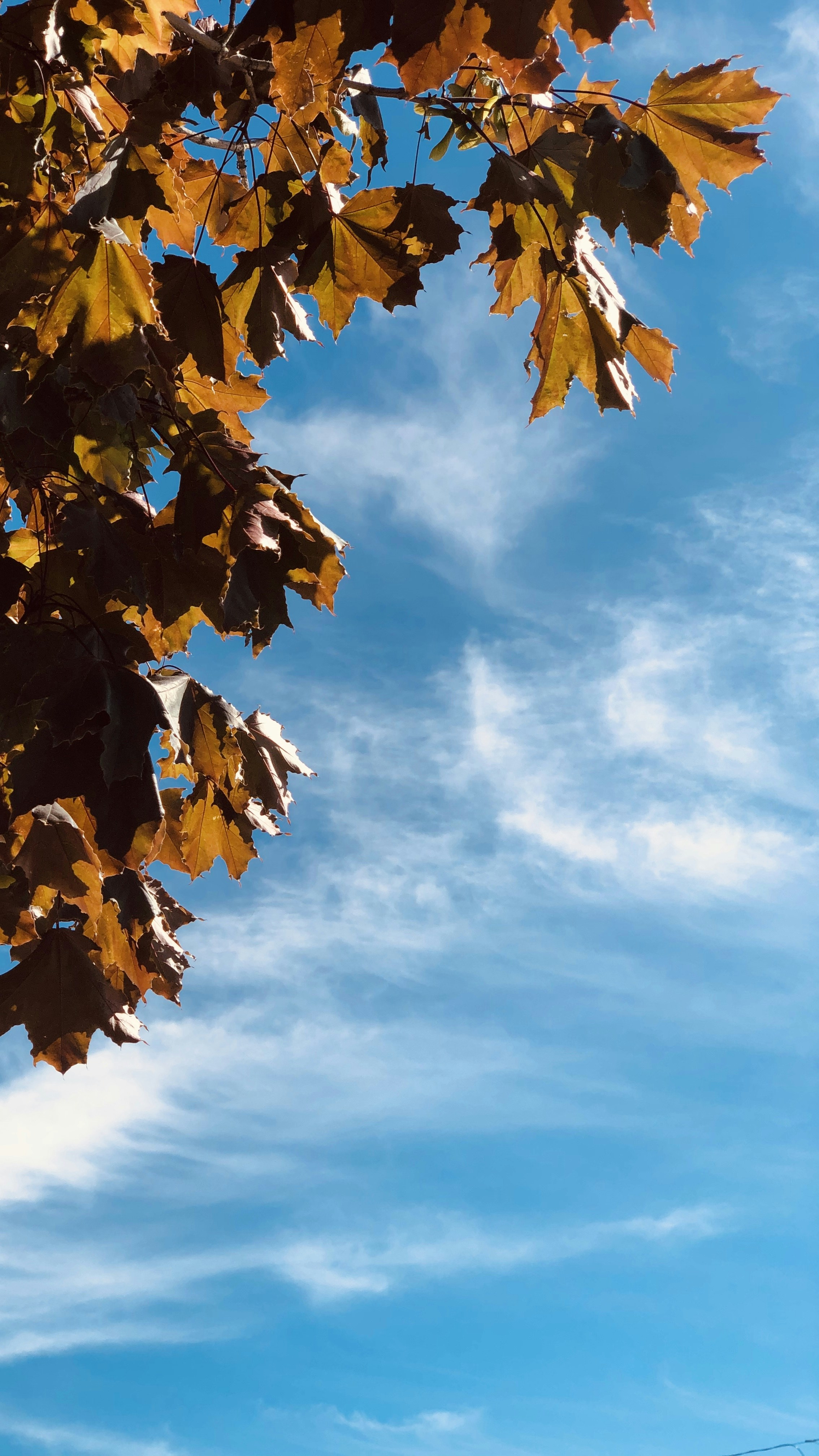 Toronto Maple Leafs Pictures | Download Free Images on Unsplash