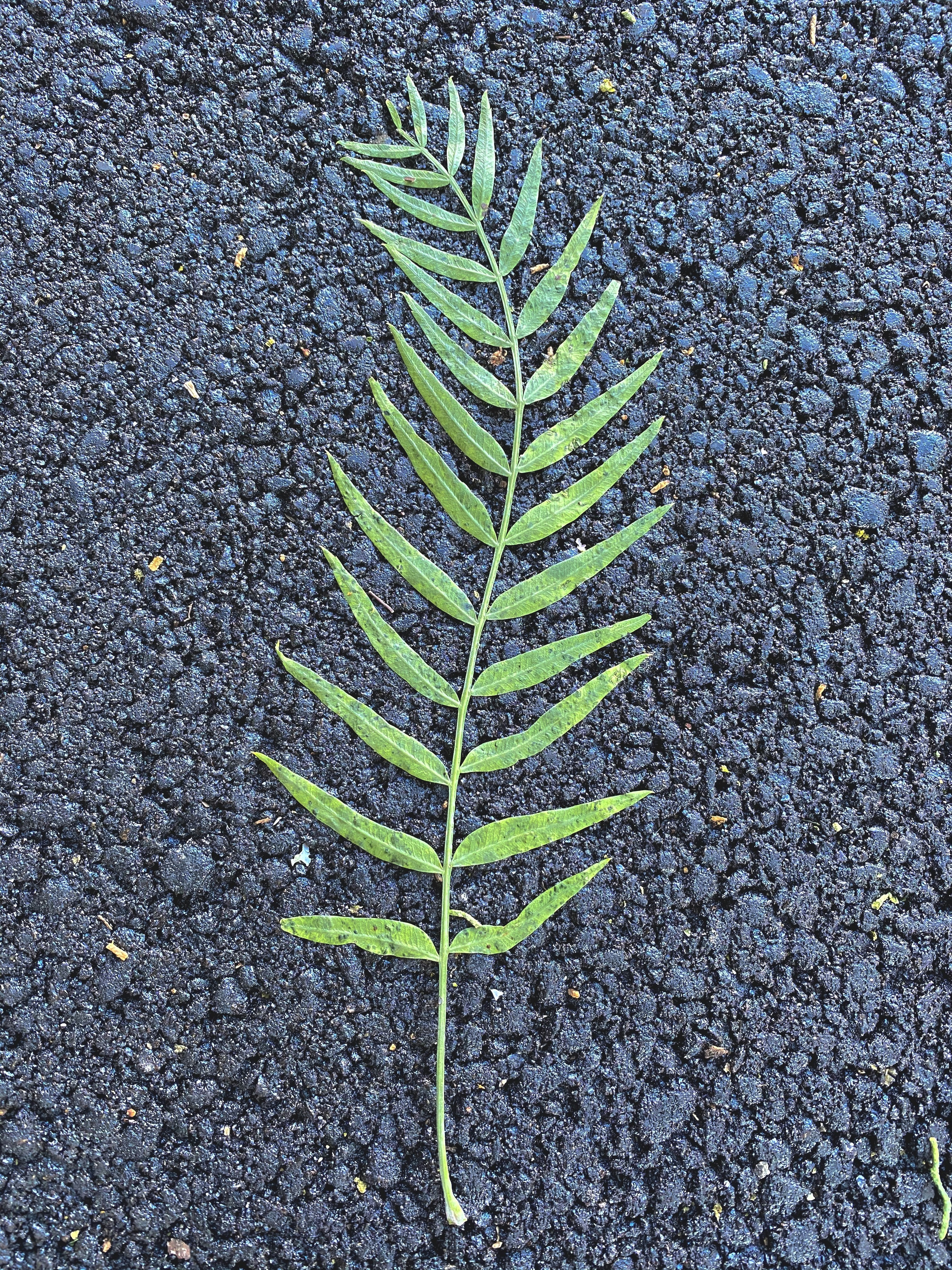 Leaves .IV