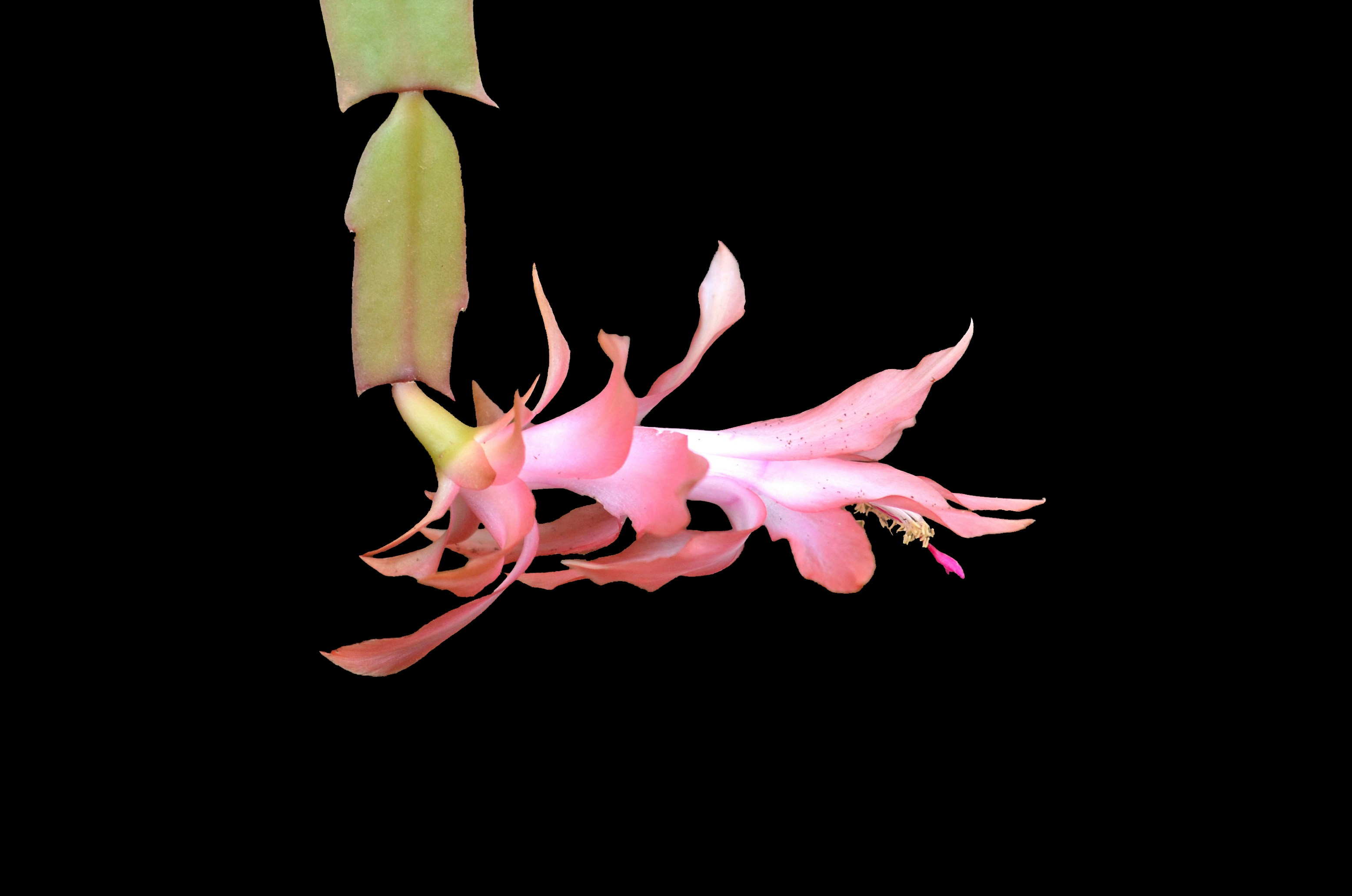 pink and green dragon illustration