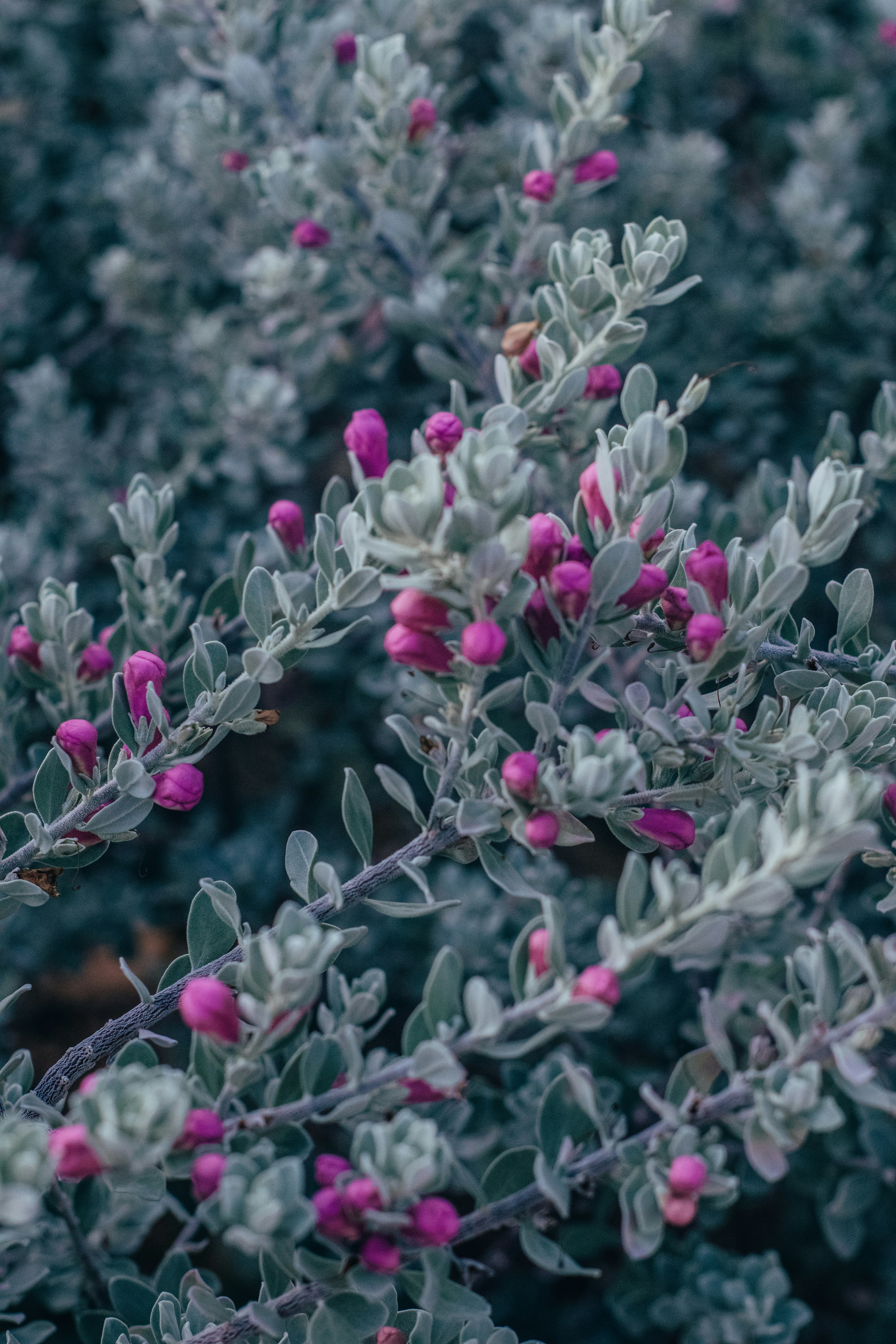 purple and white flowers in tilt shift lens