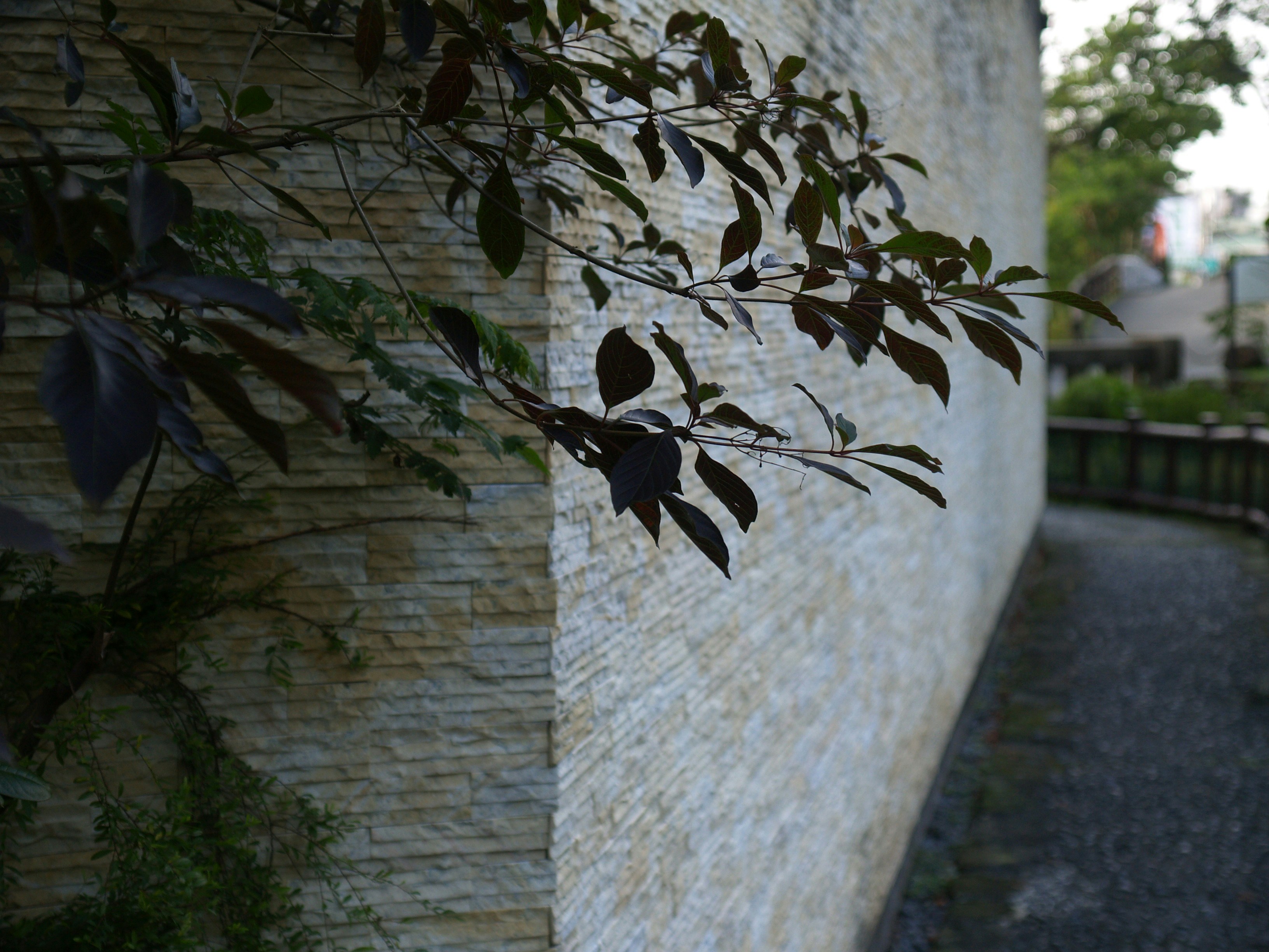 Dark leaves gently contrast with a textured stone wall beside a winding path, hinting at the intersection of nature and architecture.