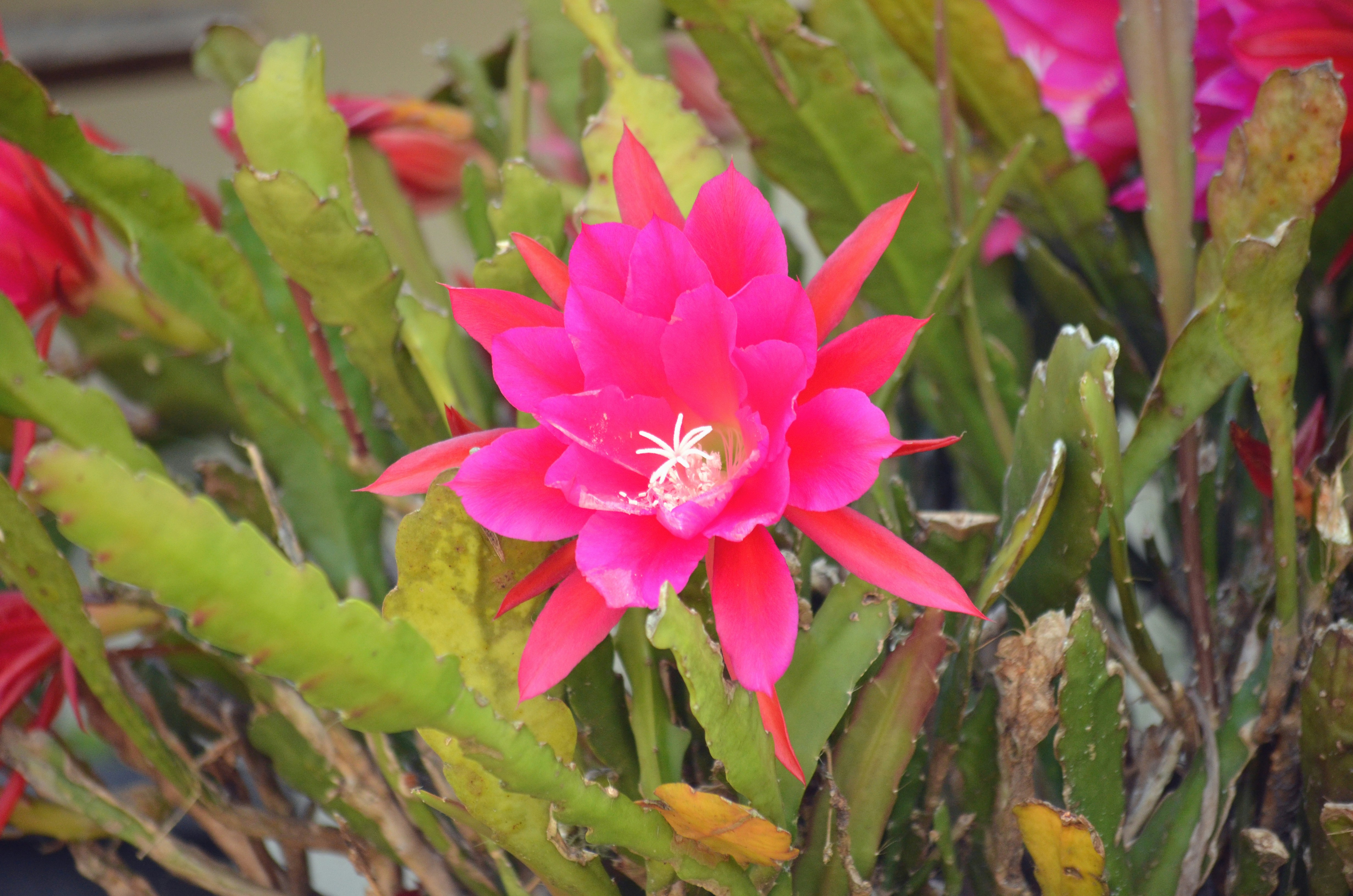 Bright pink cactus flower surrounded by lush green leaves, showcasing the contrast of colors and textures in a natural setting.