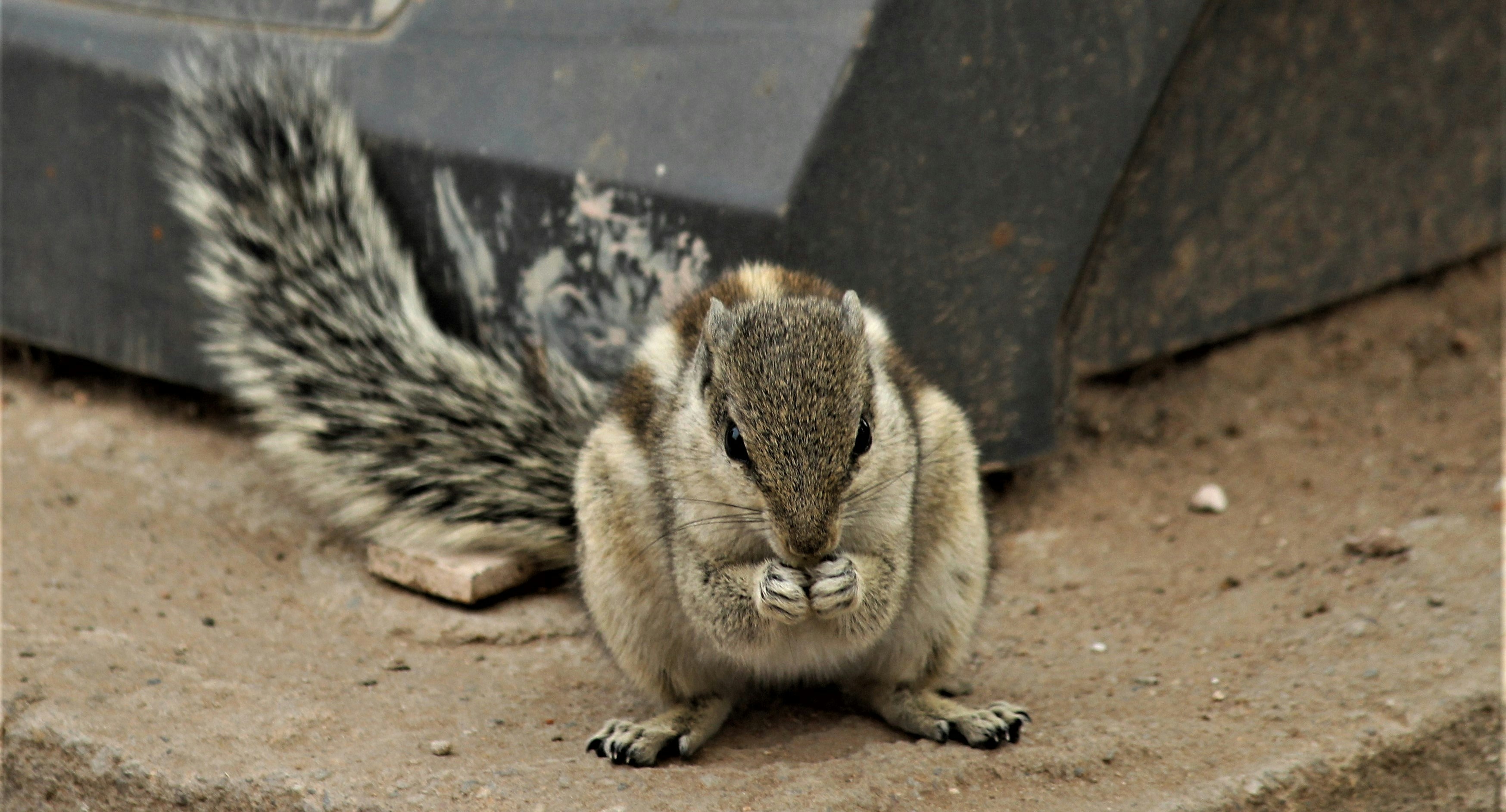 Squirrel