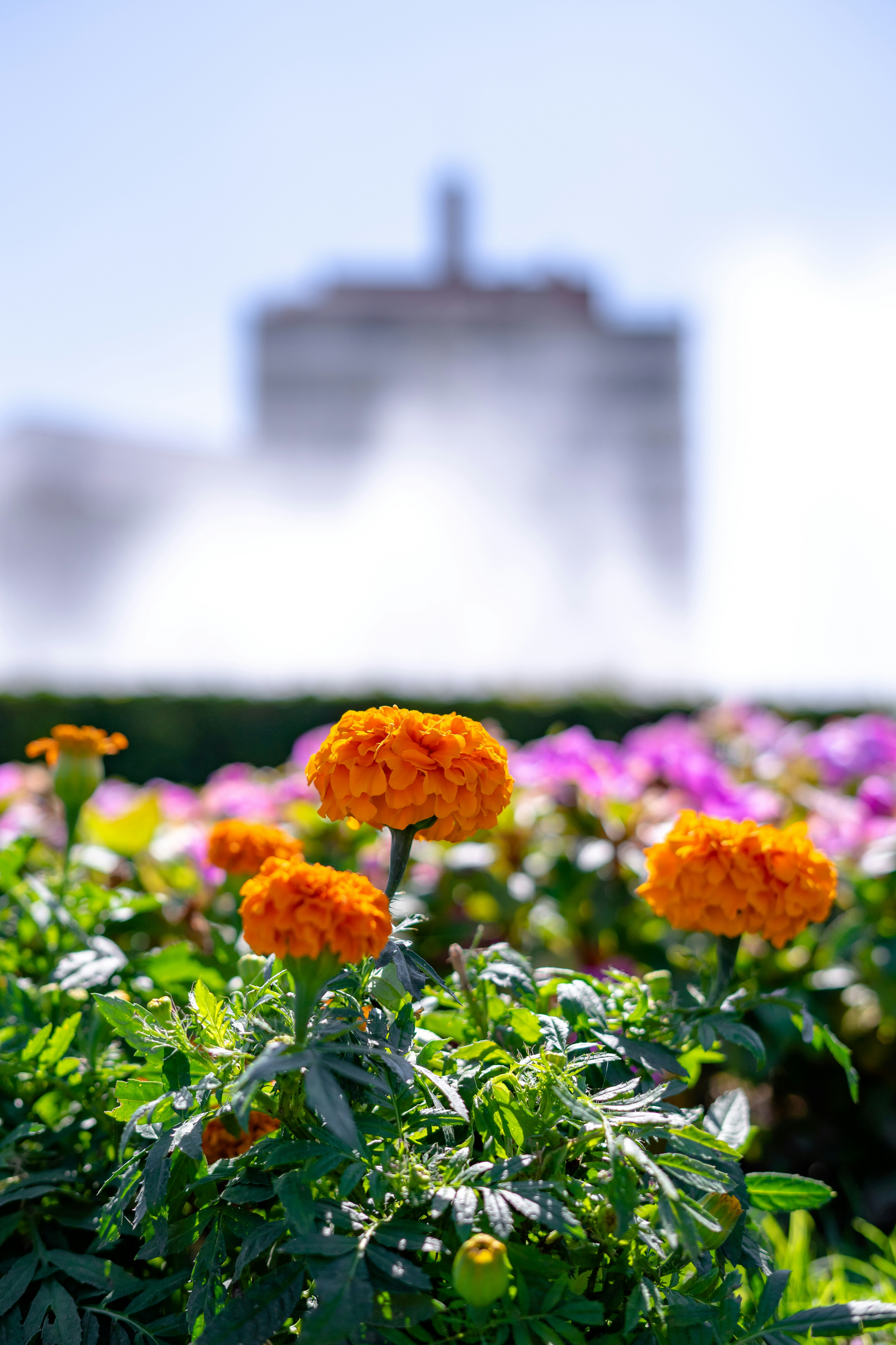 Flores anaranjadas con hojas verdes foto – Imagen de La Minerva ...