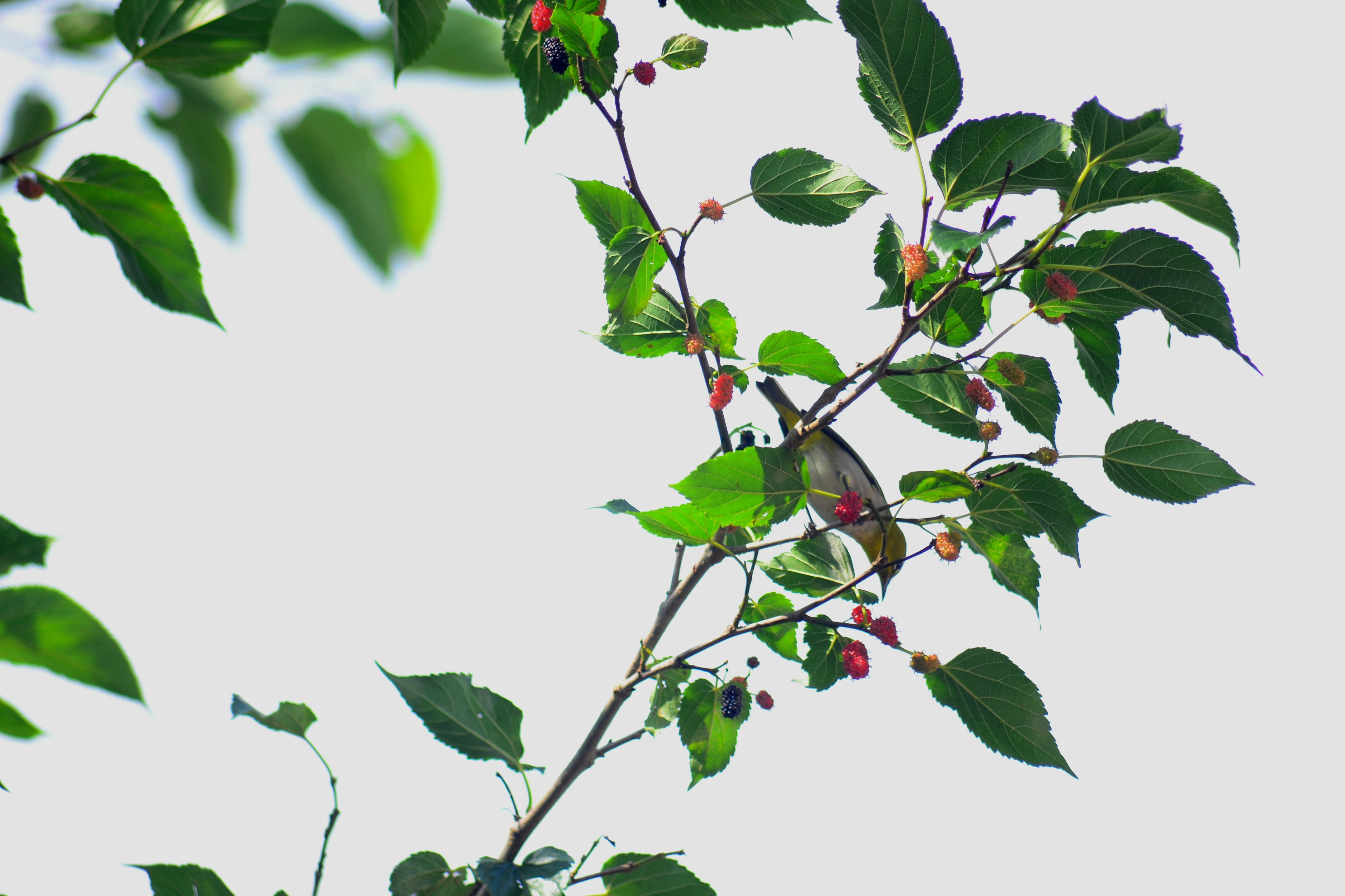 Green bird feeding on mulberries.