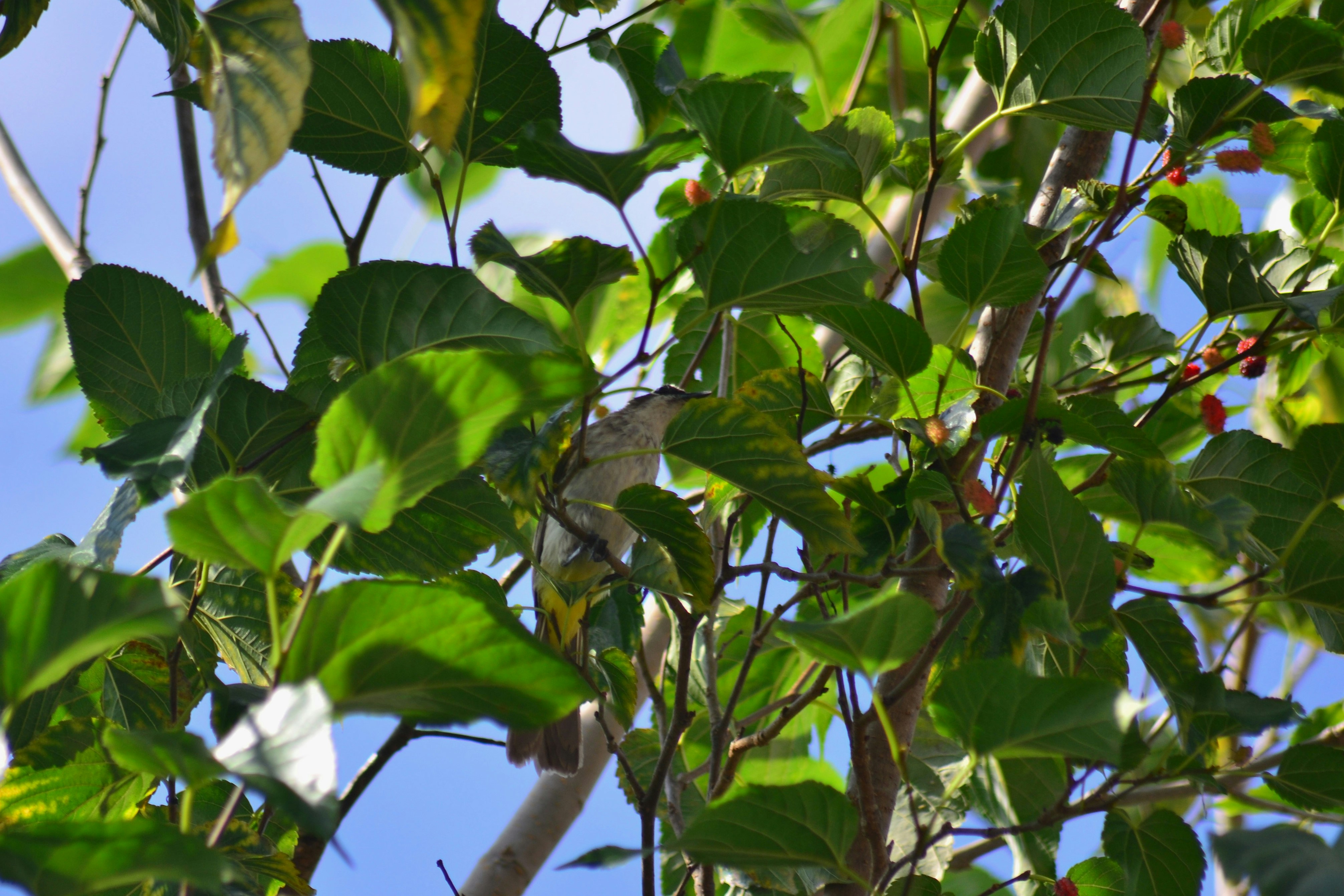 A subtle bird camouflaged among vibrant green leaves, showcasing the intricate balance of wildlife and foliage.