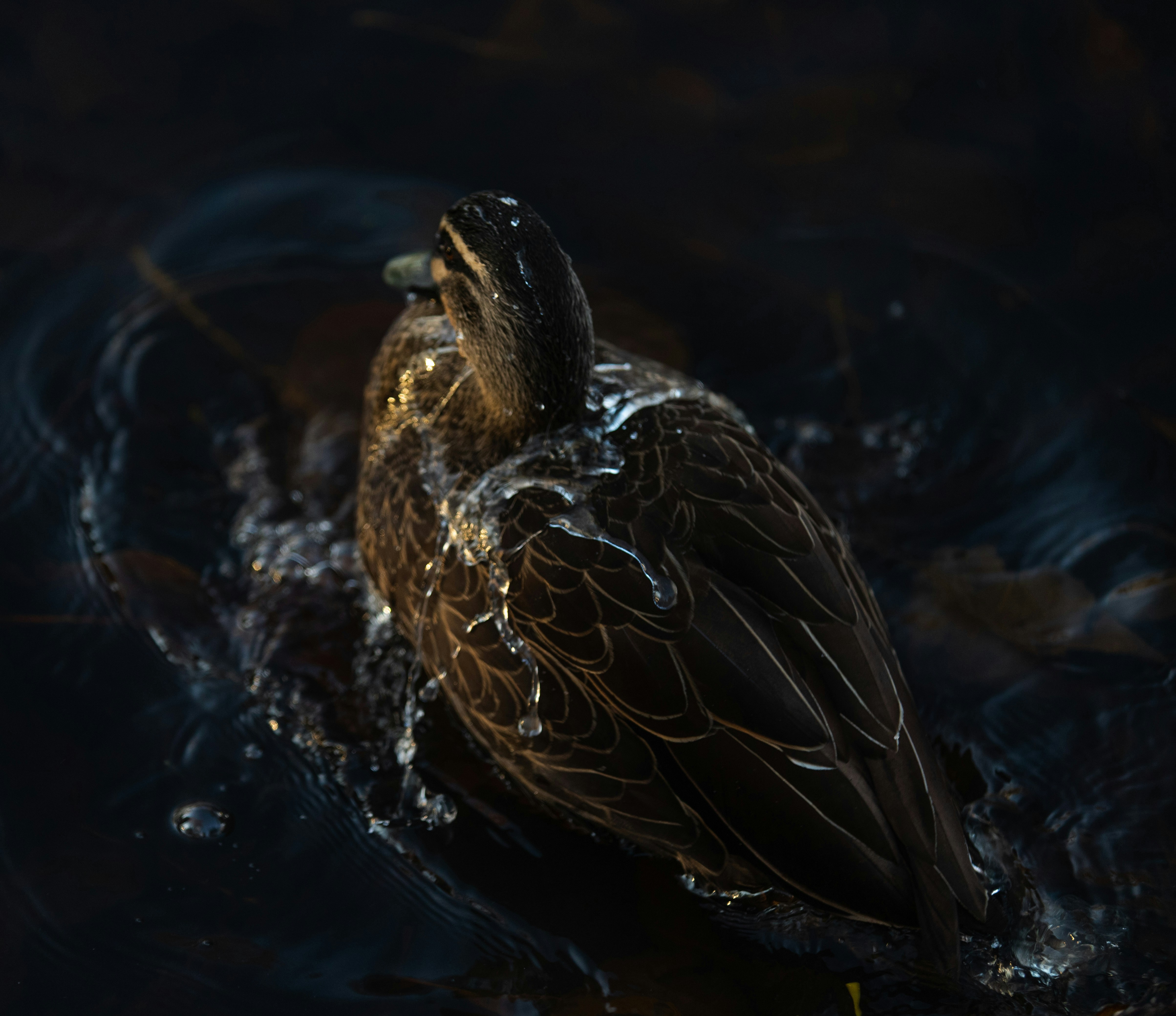 A duck glides through dark waters, creating gentle ripples as it swims. The play of light highlights the intricate patterns on its feathers.