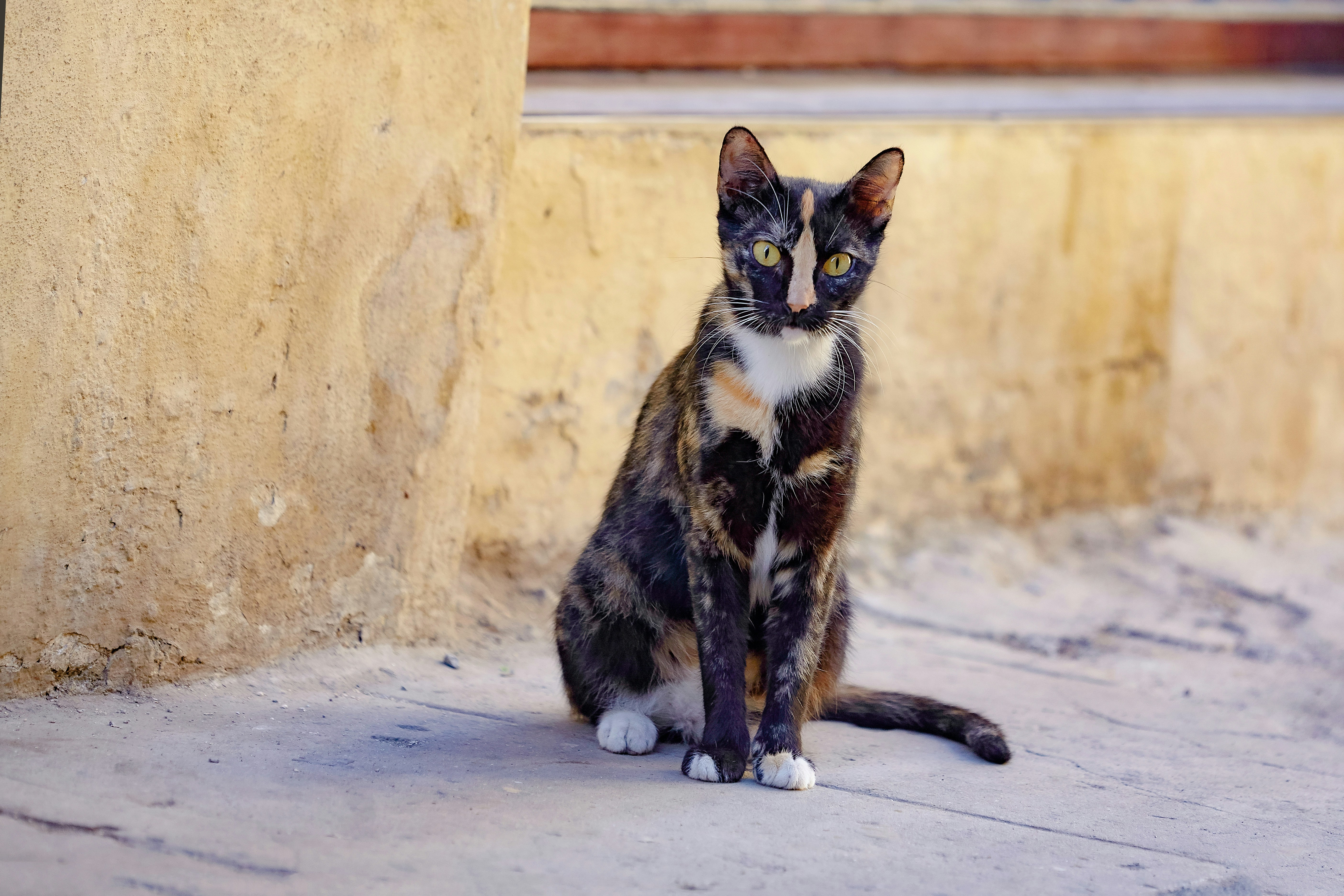 Calico cat on white snow photo – Free Havanna Image on Unsplash