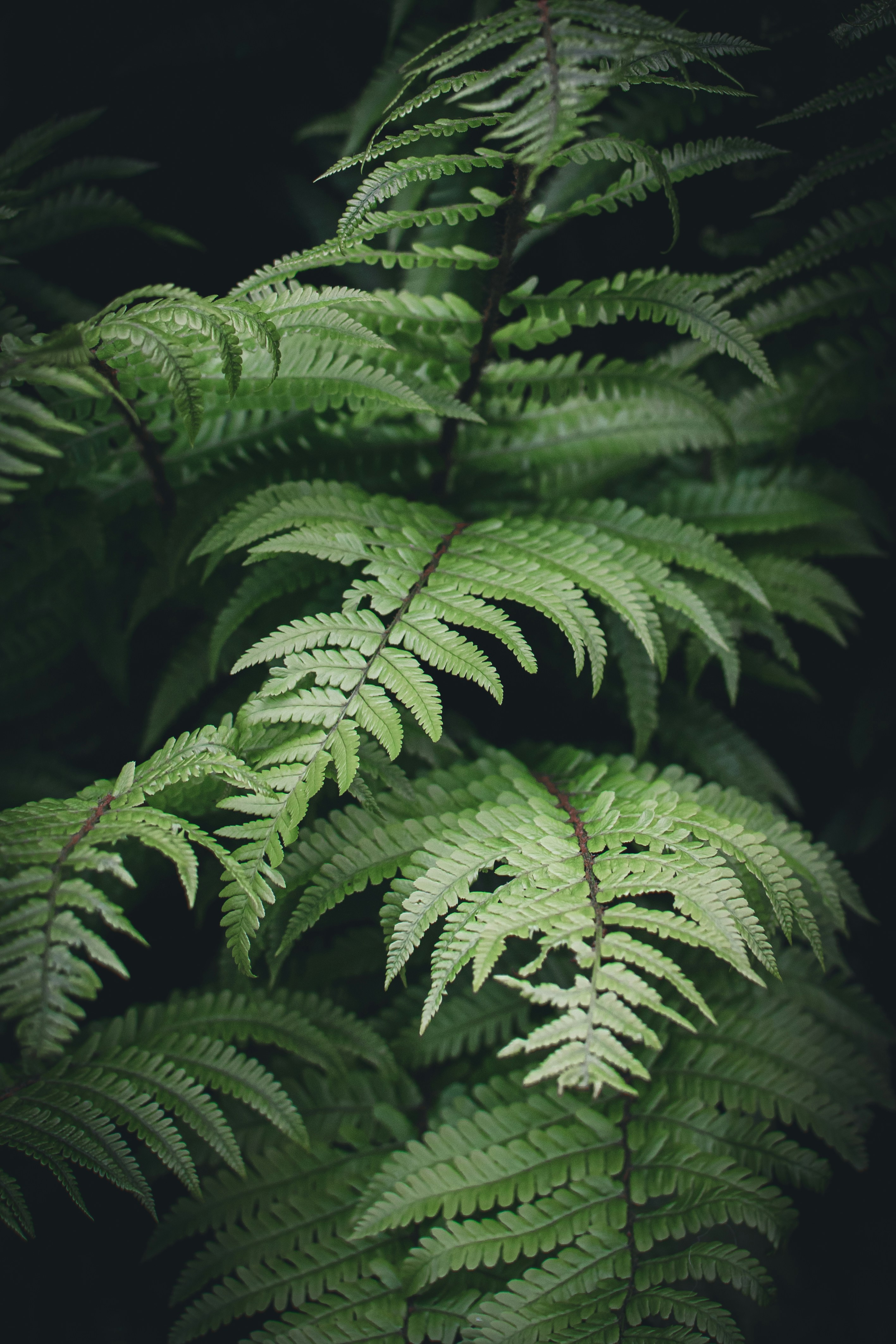 Lush green ferns create a dense tapestry, showcasing intricate leaf patterns against a dark backdrop.