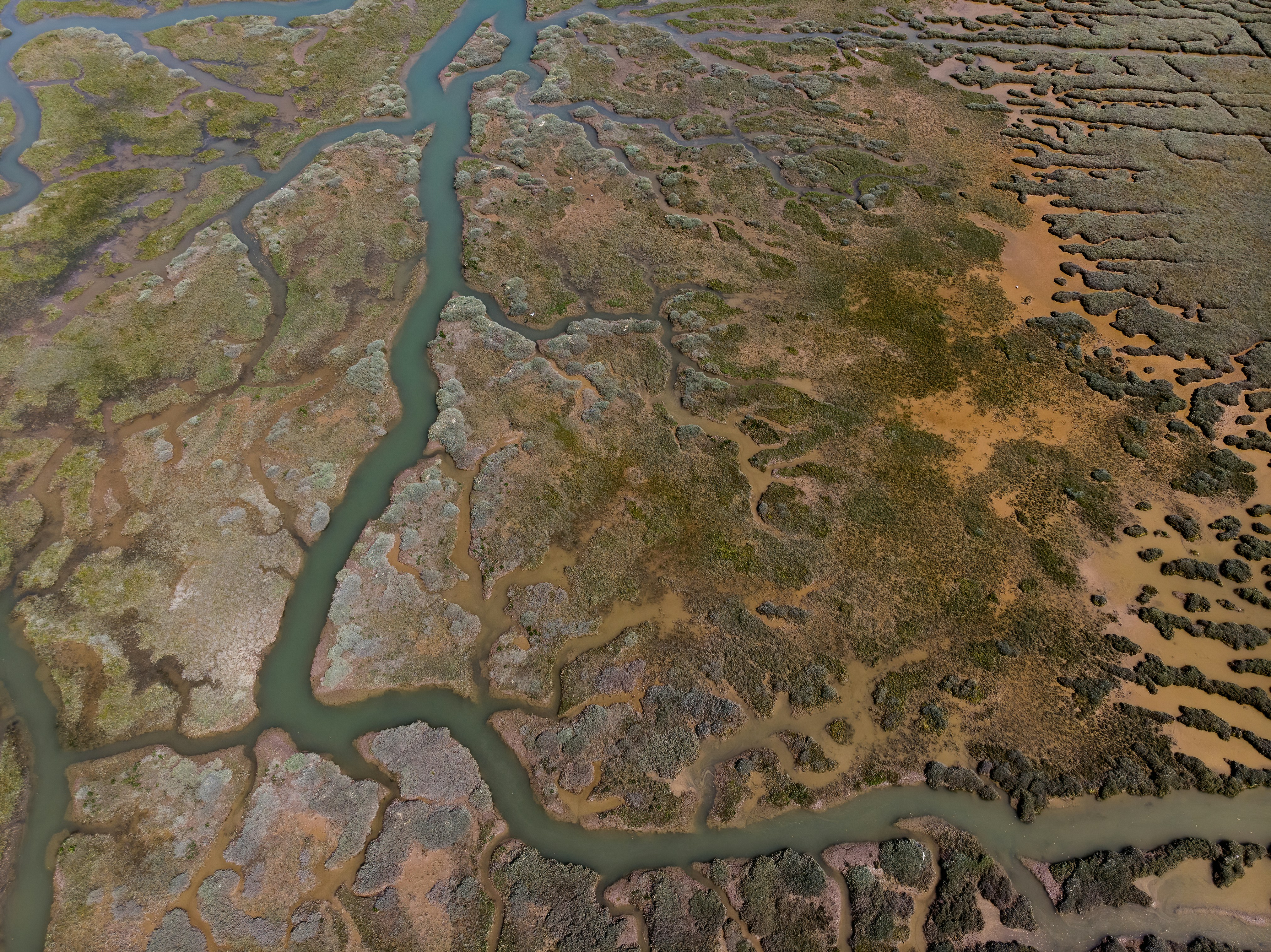 The Essential Role of Wetlands in Trapping Sediments and Buffering Erosion