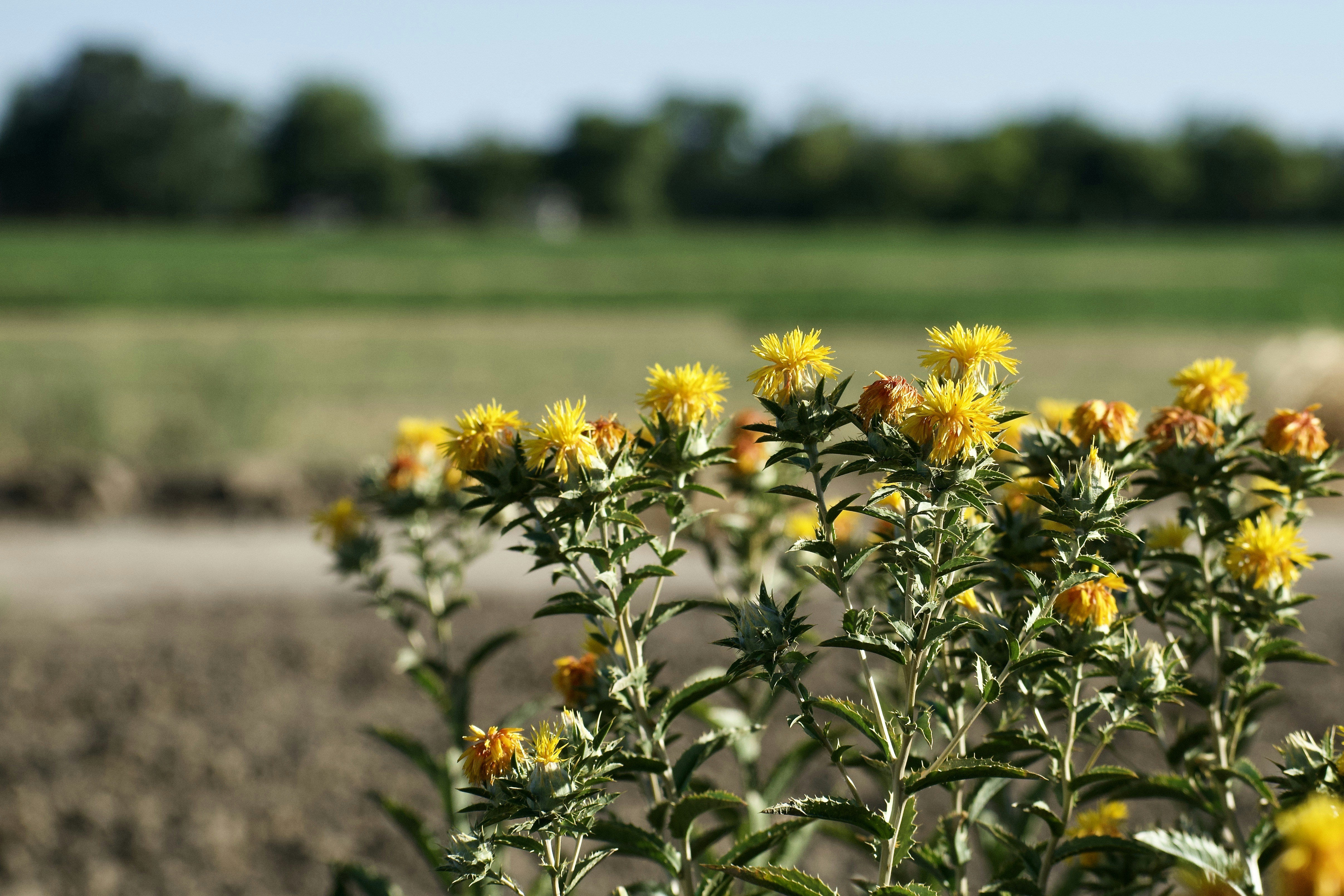 Golden Heads in a Field of Green