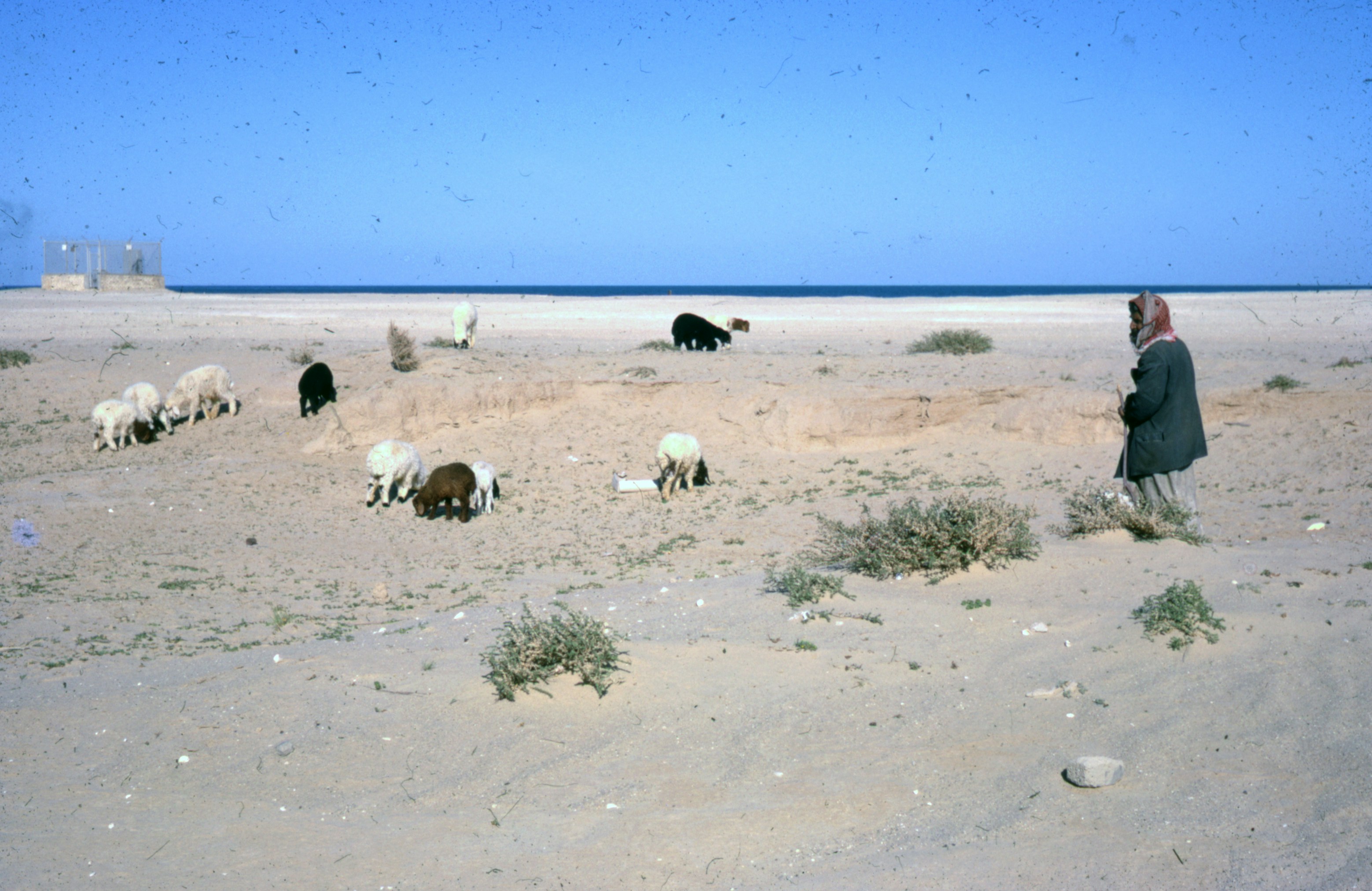Herd of white sheep on brown sand during daytime photo – Free Kuwait ...