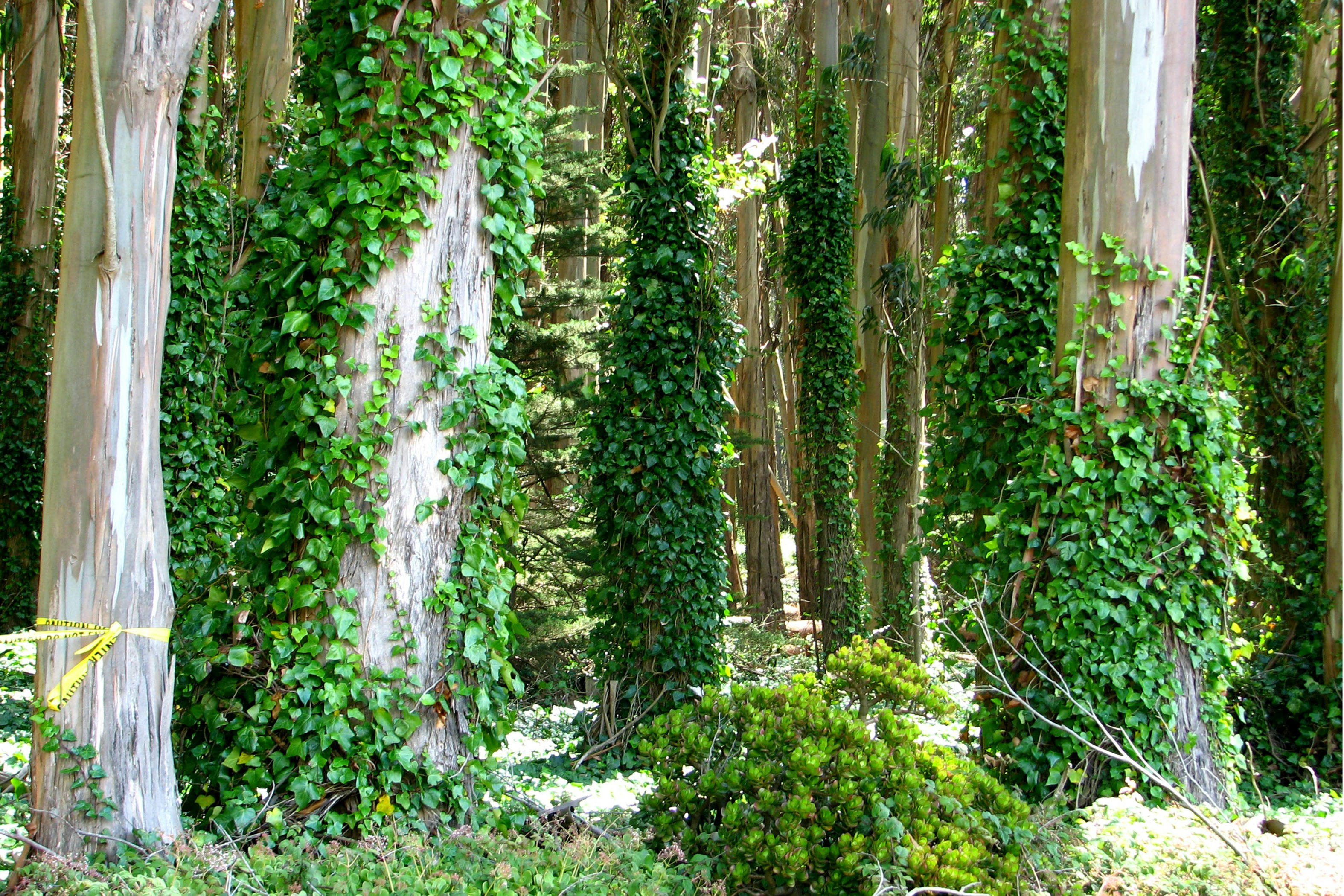 Forest scene with tall ivy-clad trunks and a sunlit opening in the center.