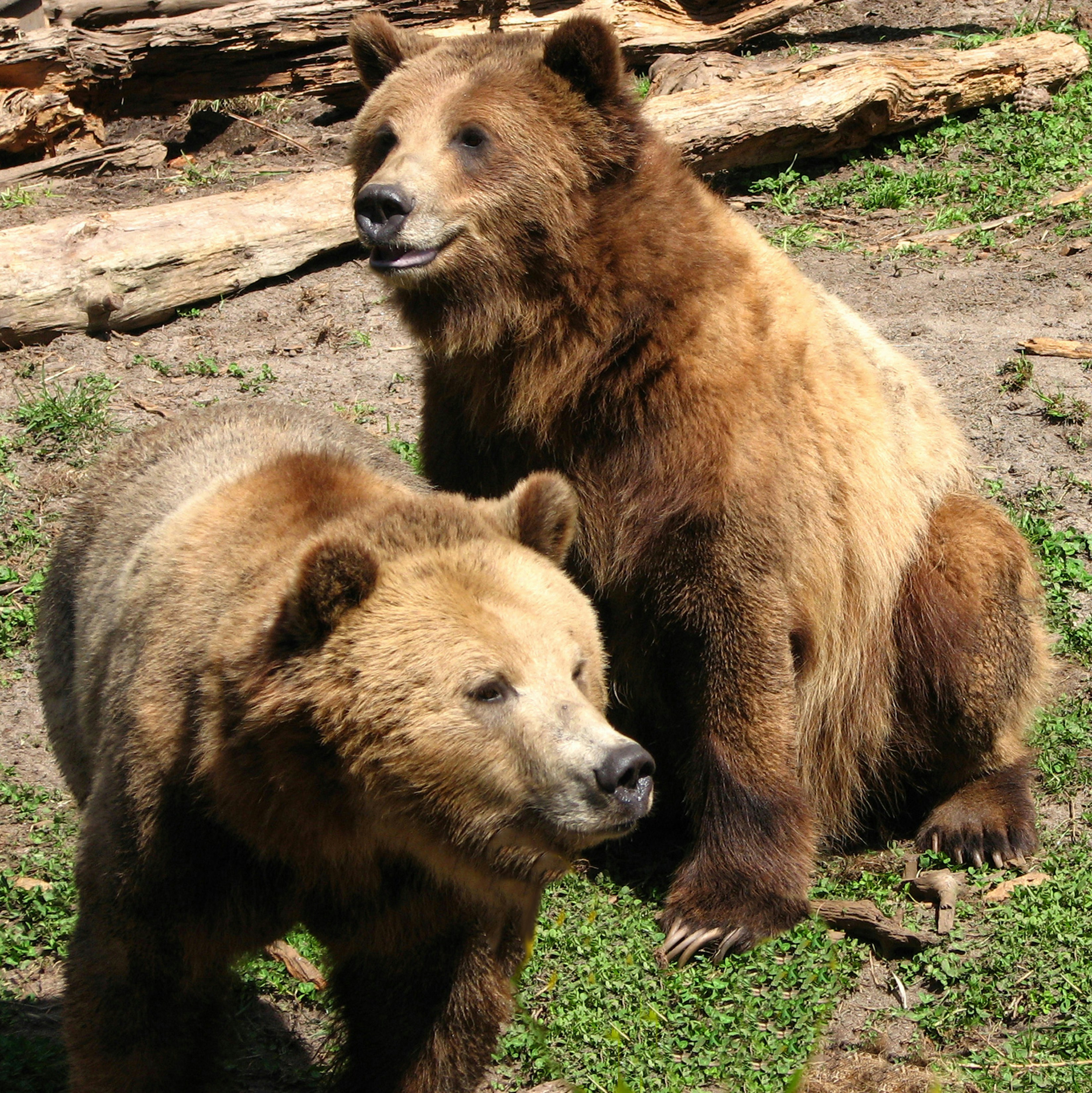 Two brown bears rest in a sunlit clearing, with a fallen log behind them and fresh green grass underfoot. This wildlife photograph emphasizes their calm moment in a natural setting.
