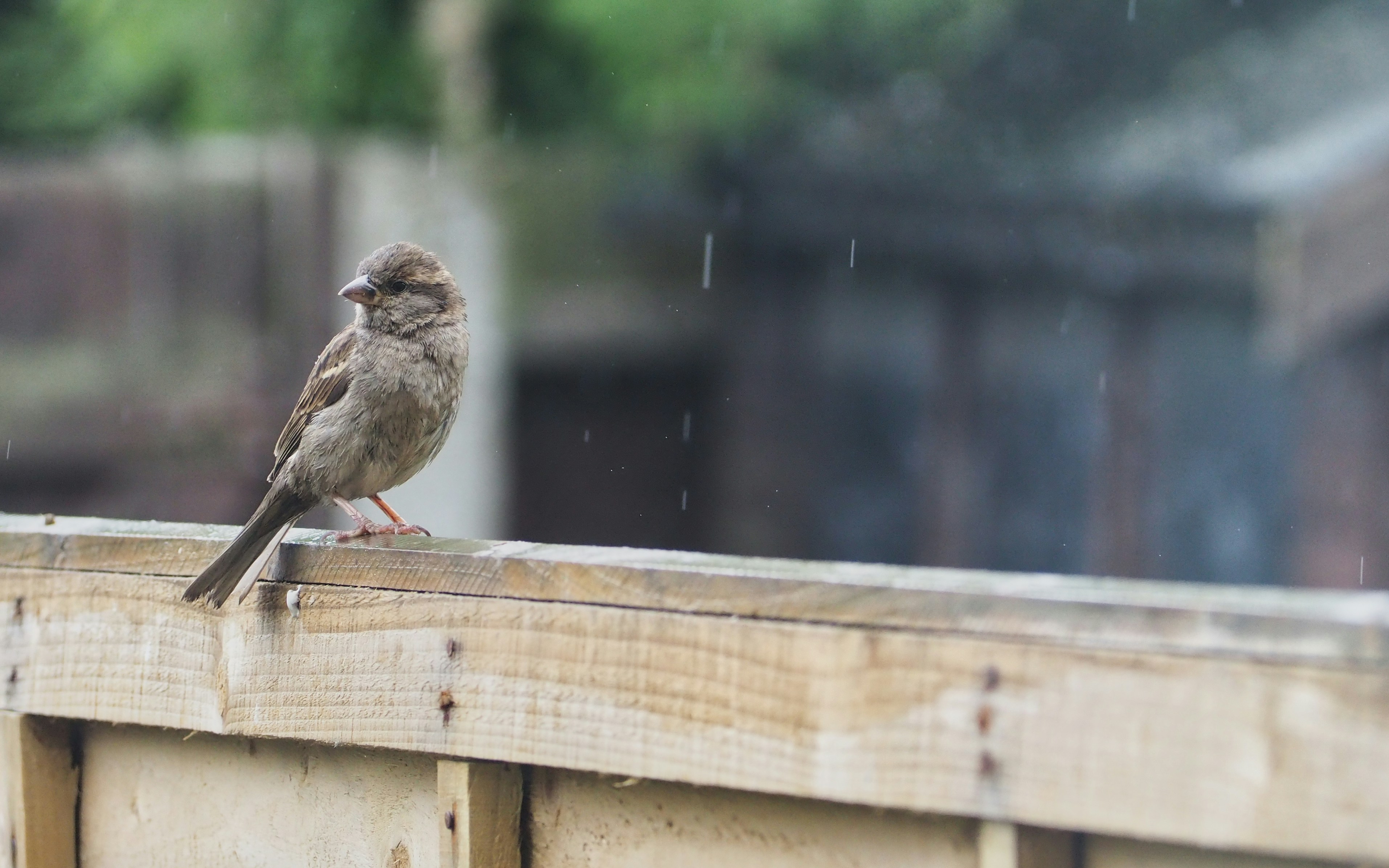 Solitary Sparrow Poised on Weathered Fence Beneath Soft Rain