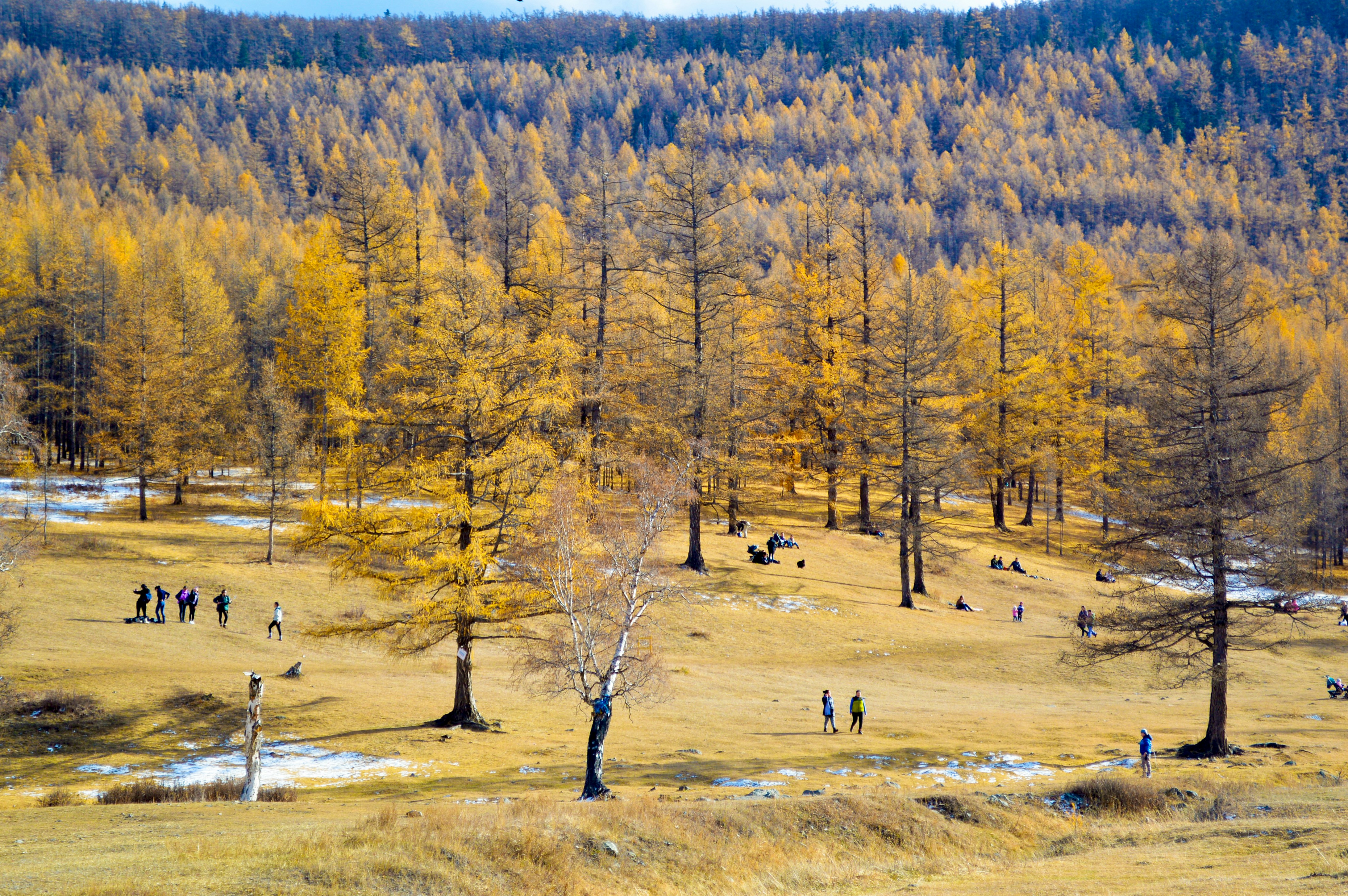 Amber Pines and Lone Birch: Autumn Light Over a Quiet Park