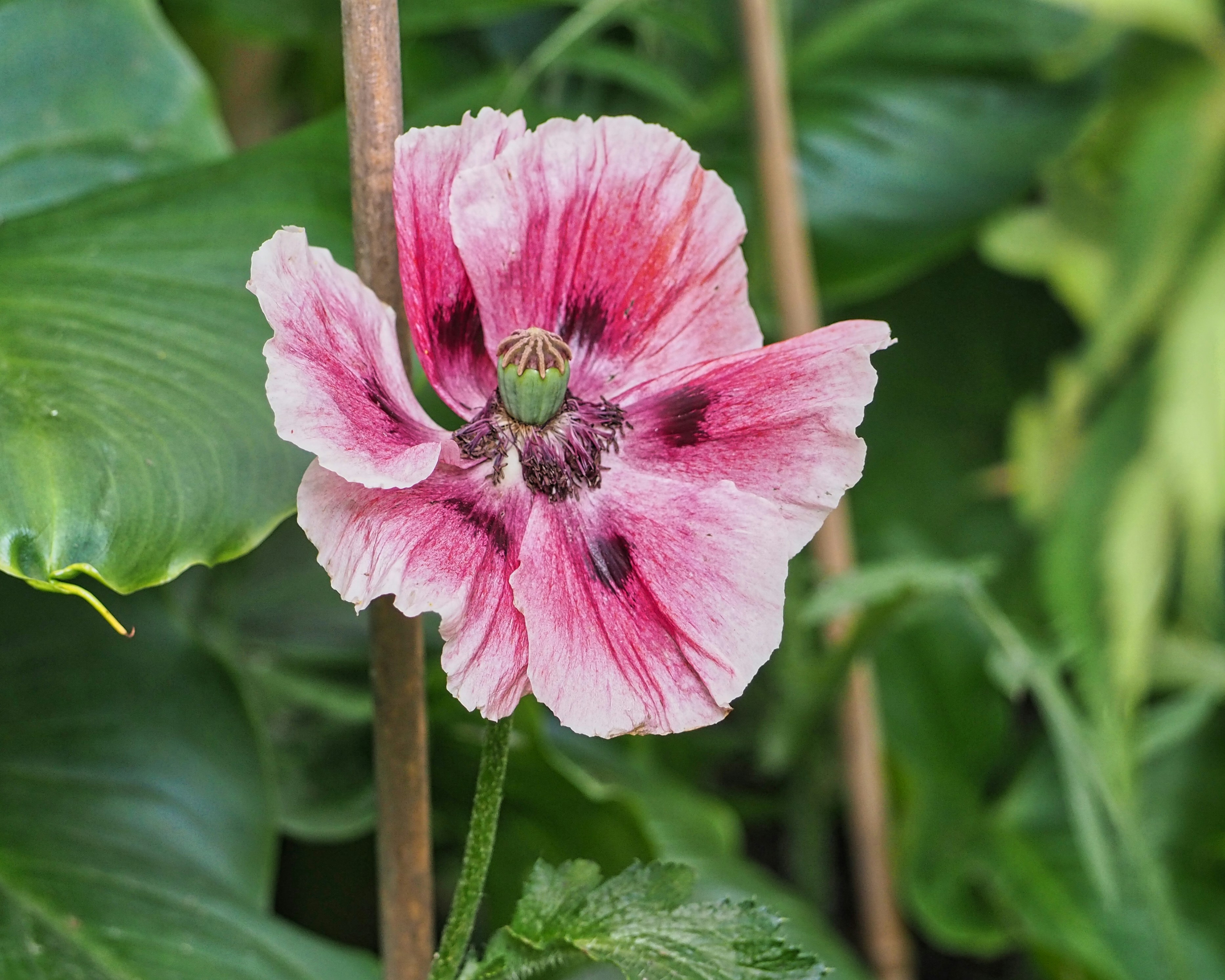 Pink-petaled poppy asserts its center in a lush green frame