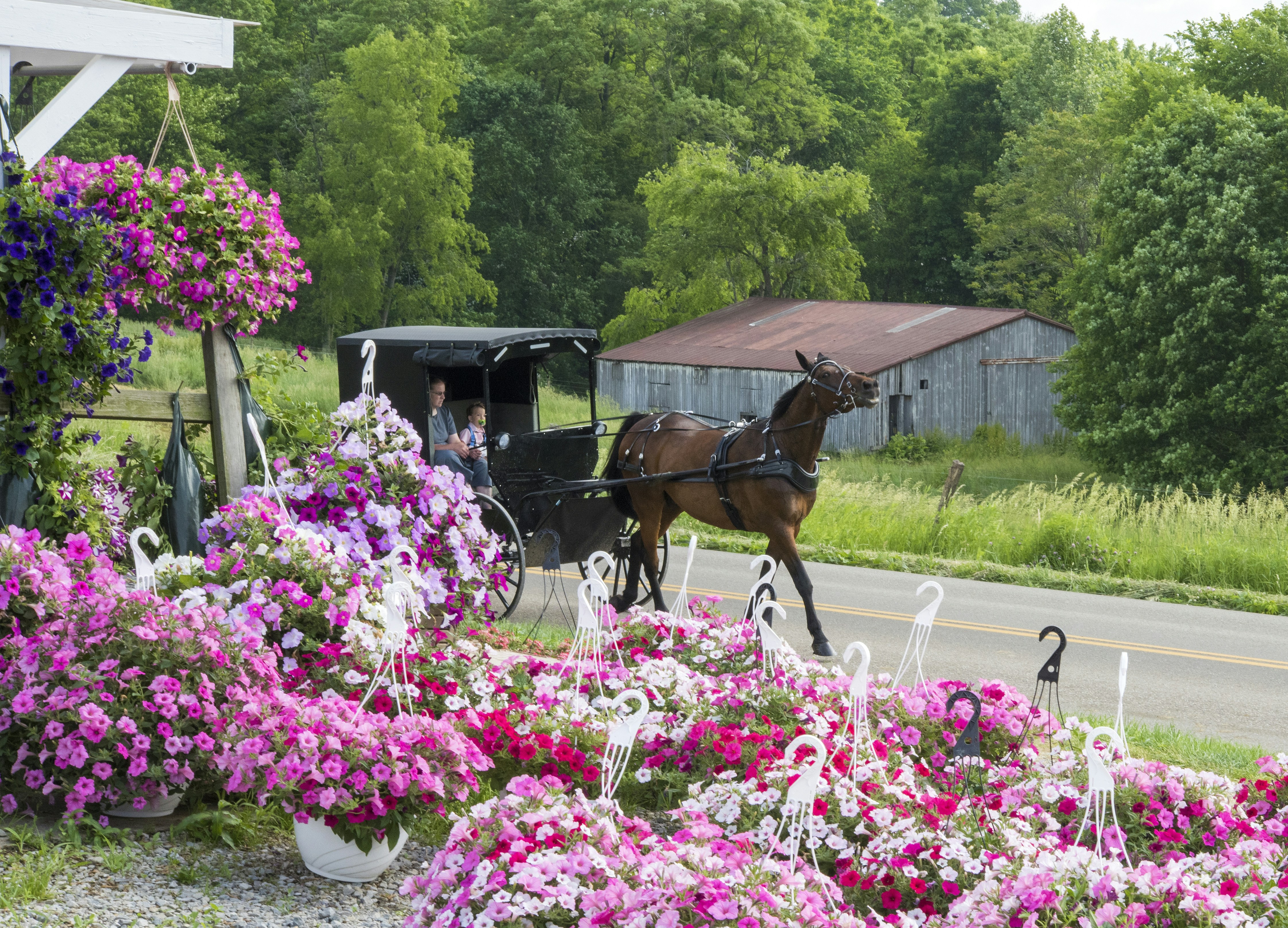 June 10, 2020 Amish Country Fredeericksburg Ohio