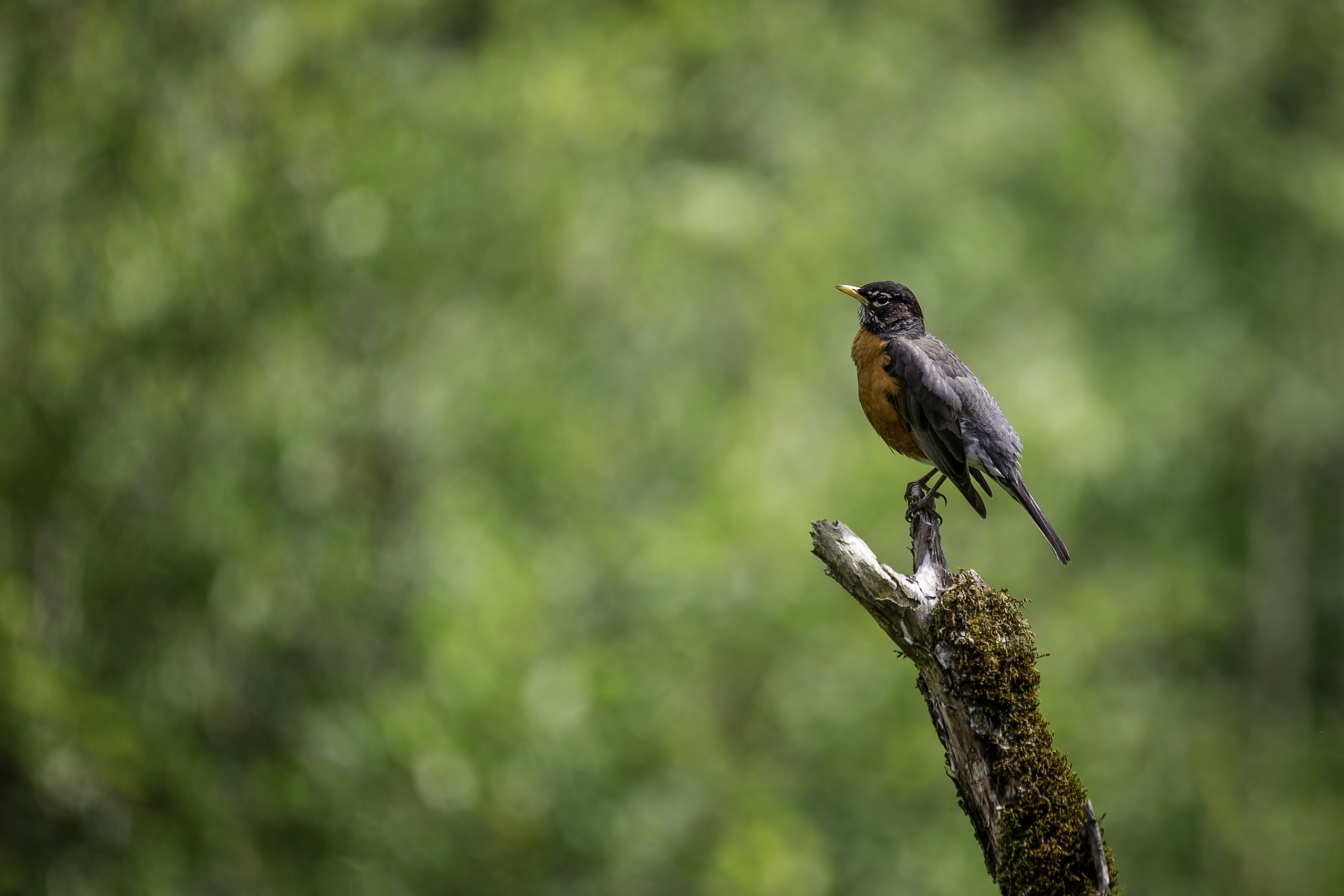 A solitary robin perched atop a moss-covered branch, surrounded by a soft, blurred green backdrop.