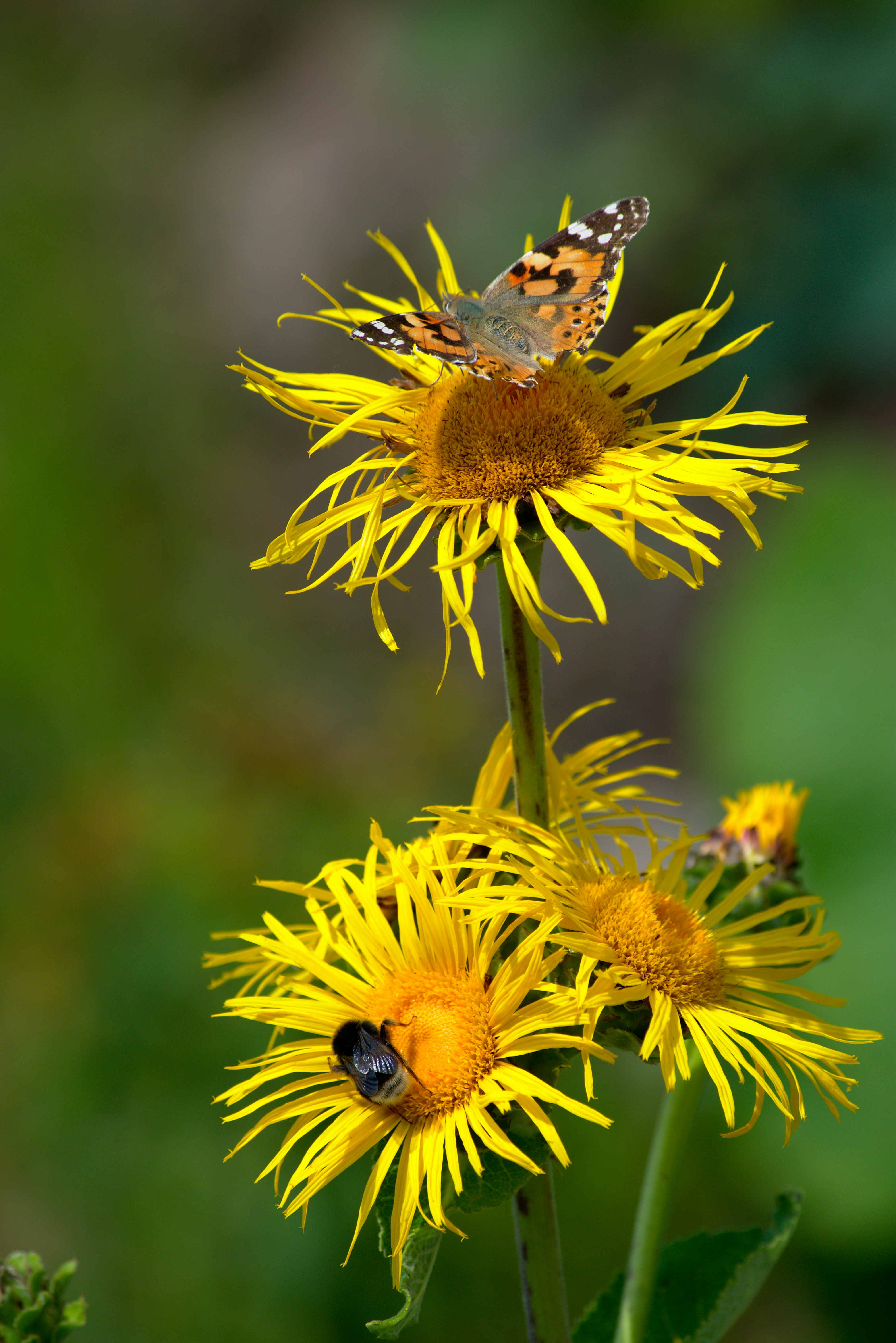 brown and black butterfly on yellow sunflower during daytime