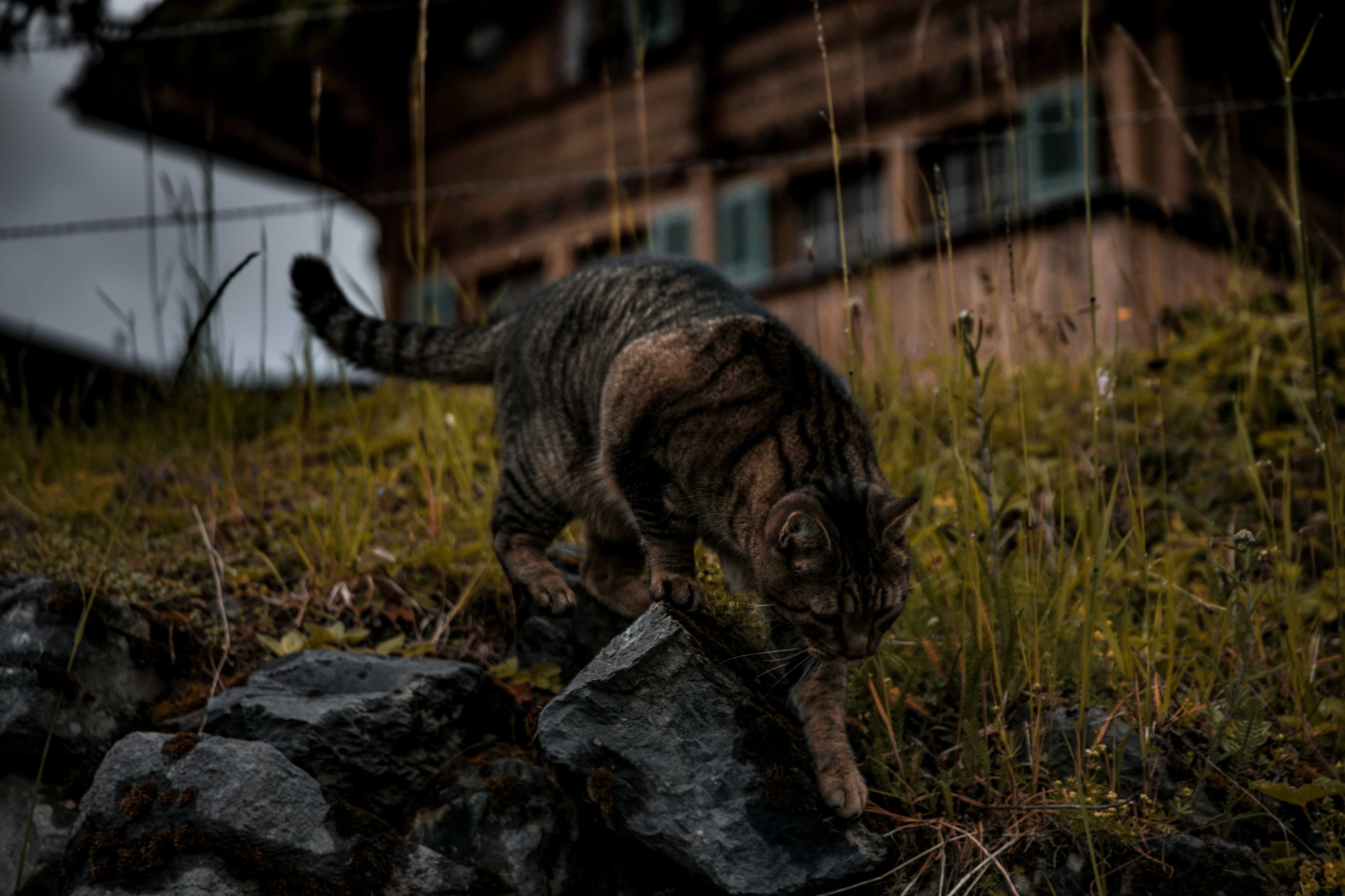 Moonlit Prowl Across Rain-Slick Rocks by a Quiet House