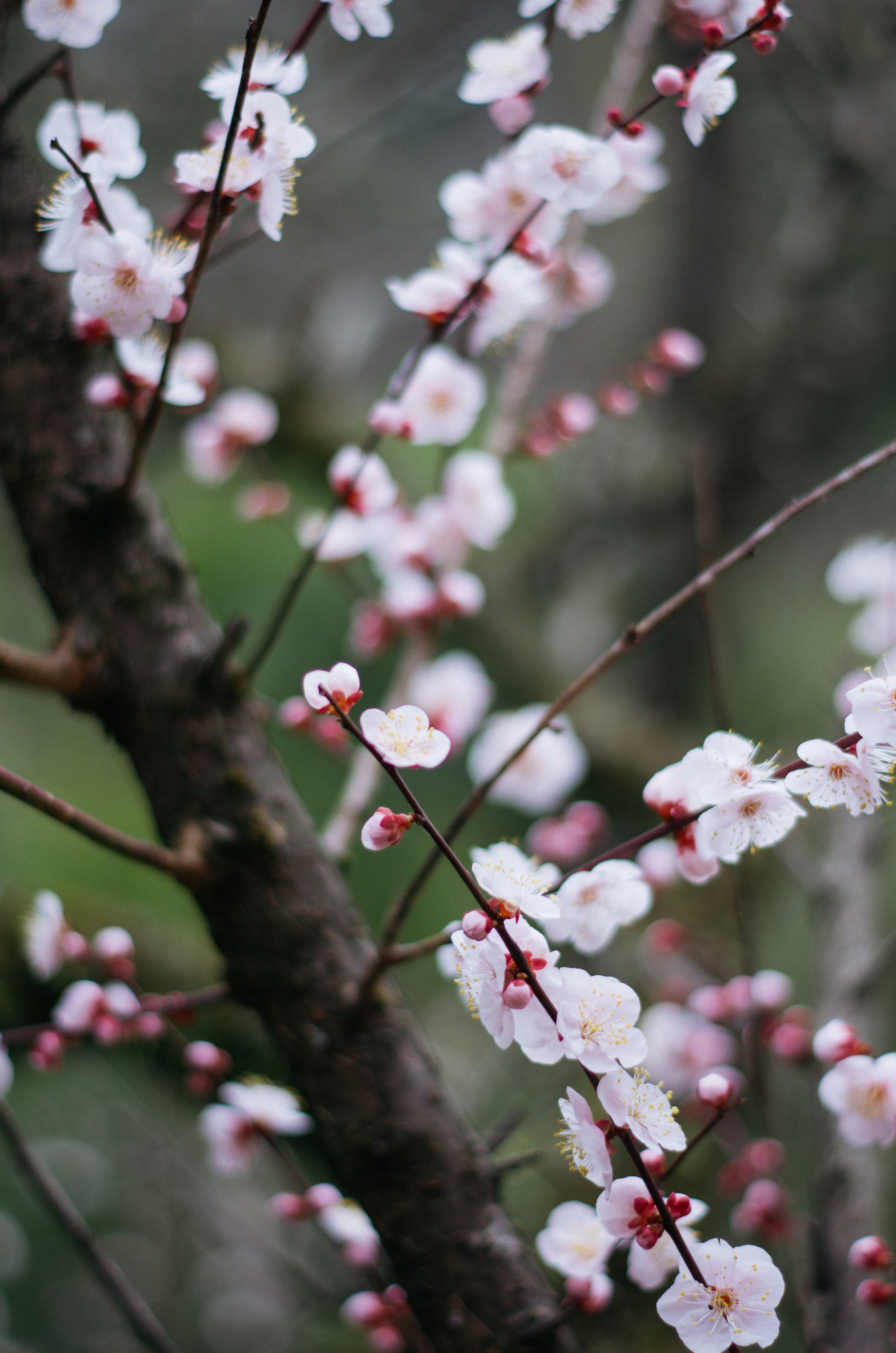 Close-up photograph of delicate pink-and-white cherry blossoms along a diagonal branch with a softly blurred background.