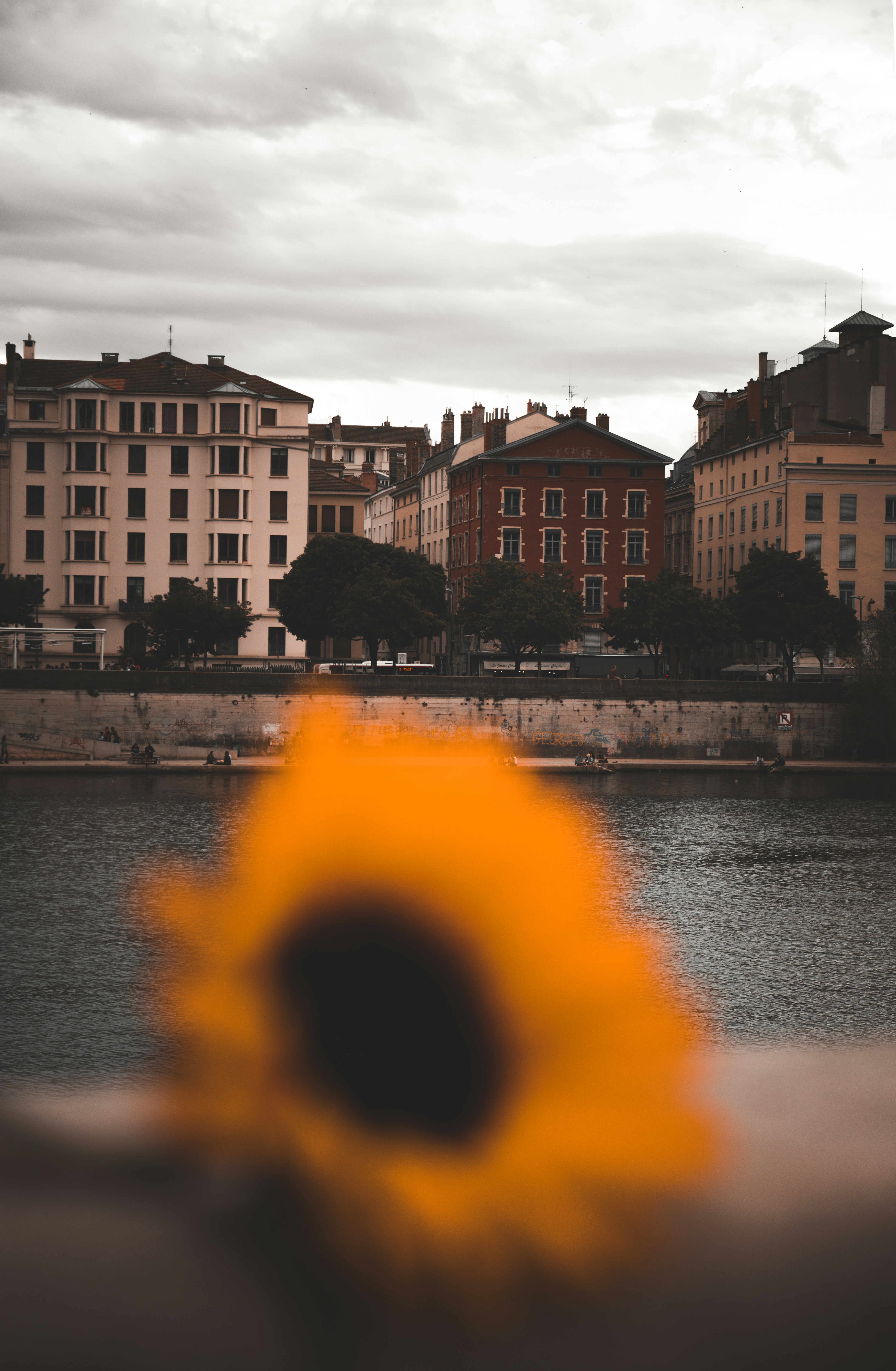 Sunflower Framing a Riverside Cityscape