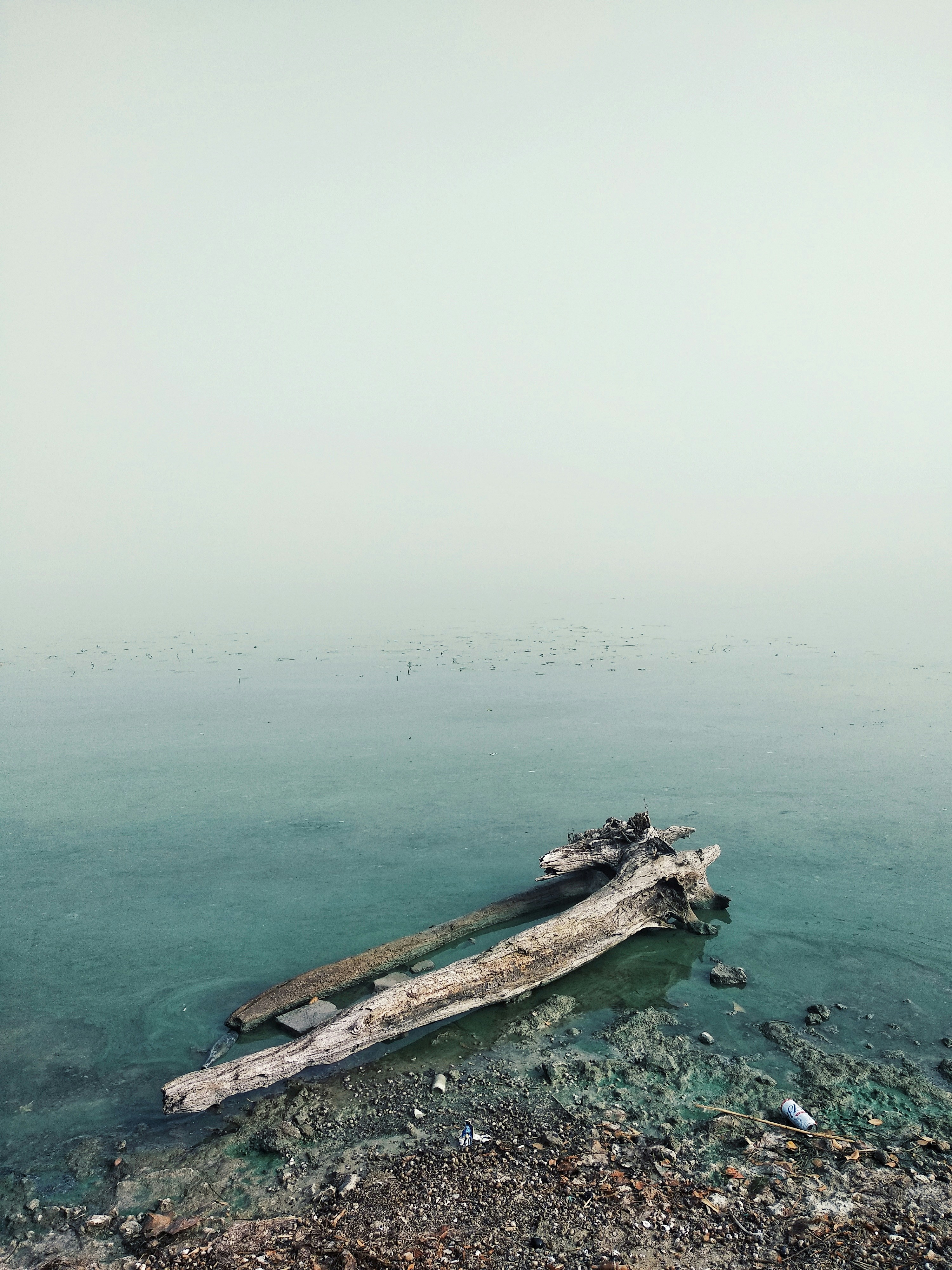 Driftwood Relic at the Edge of Turquoise Mist