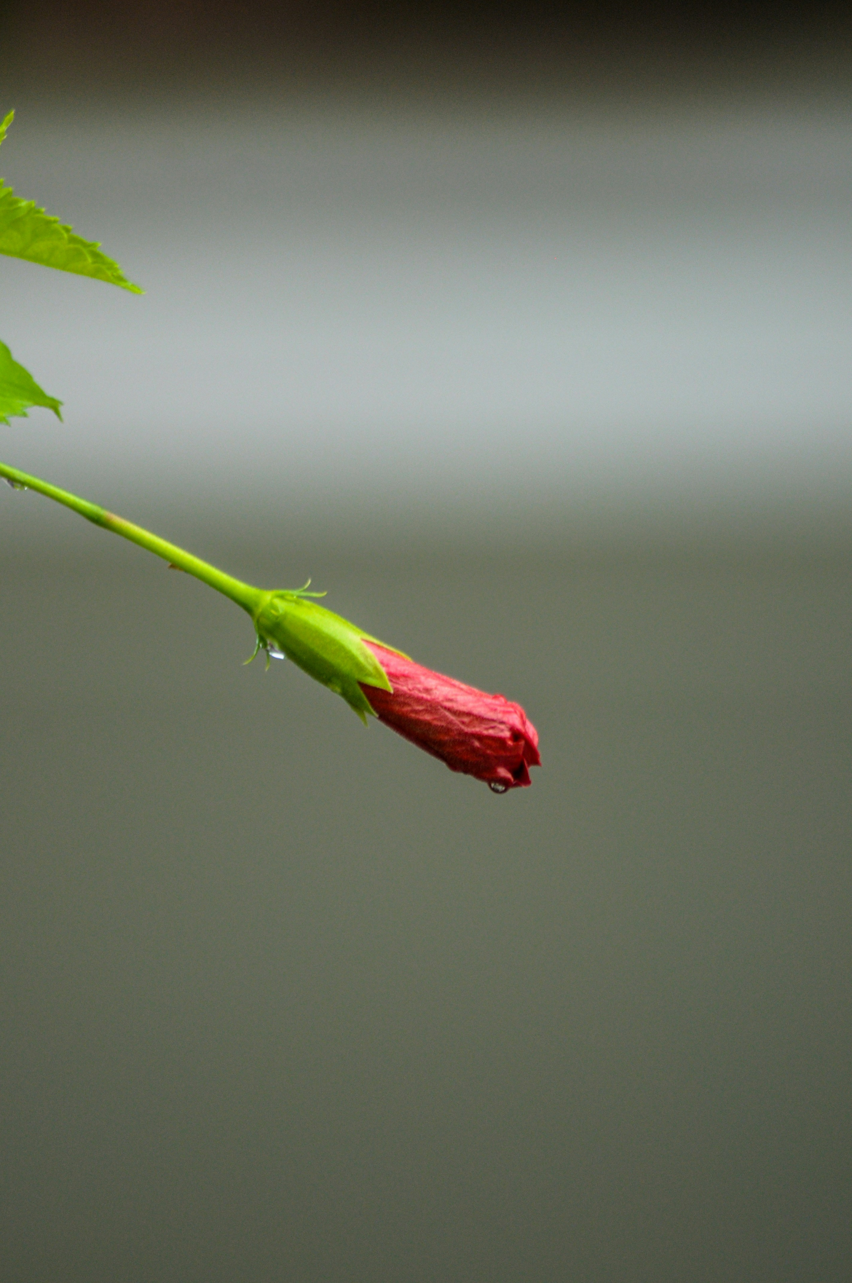 red flower in macro lens