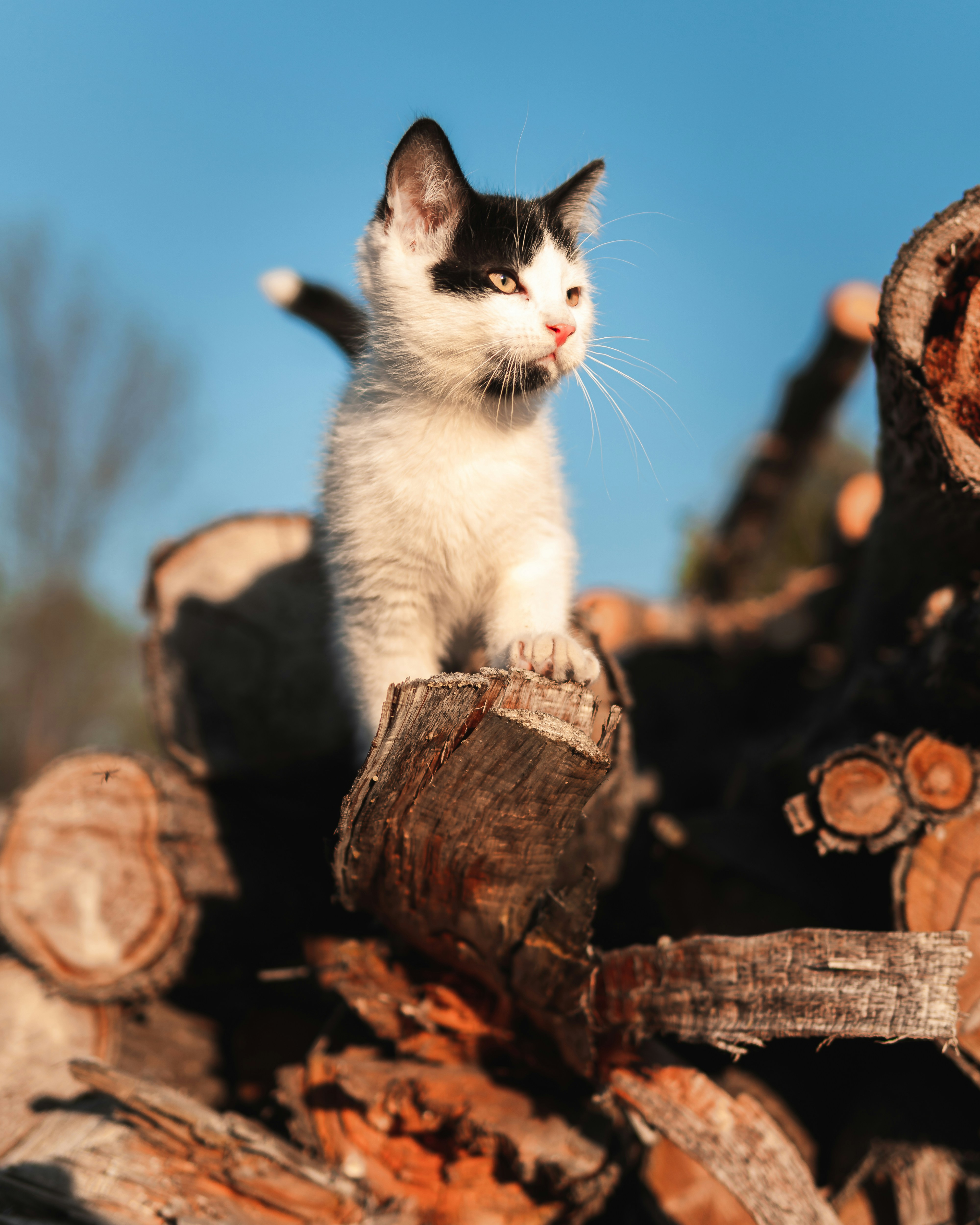 Just a kitten climbing some logs