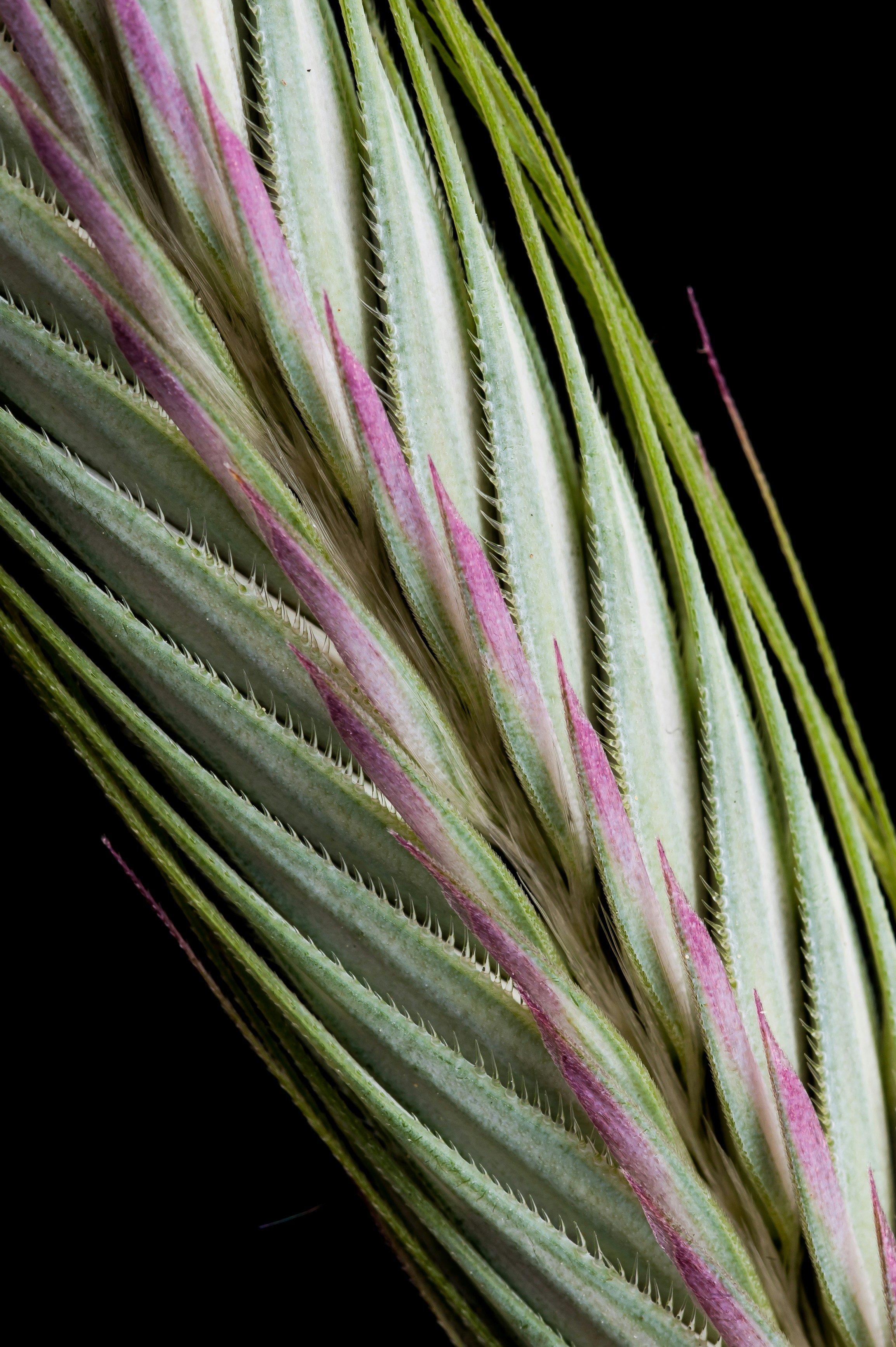 Close-up of a rye seed head with vibrant green and purple hues against a black background.