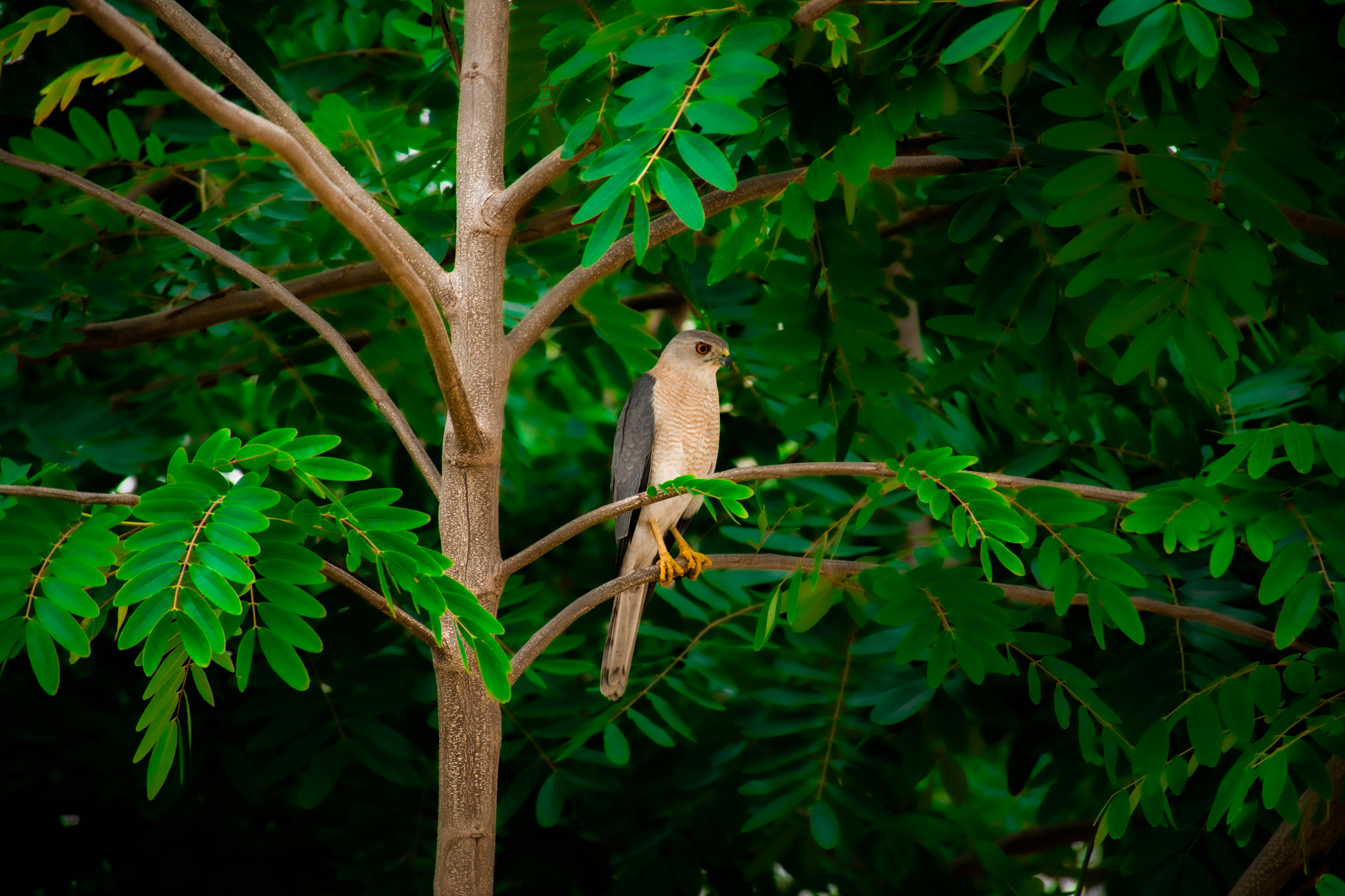 Verdant Perch: A solitary bird framed by emerald leaves