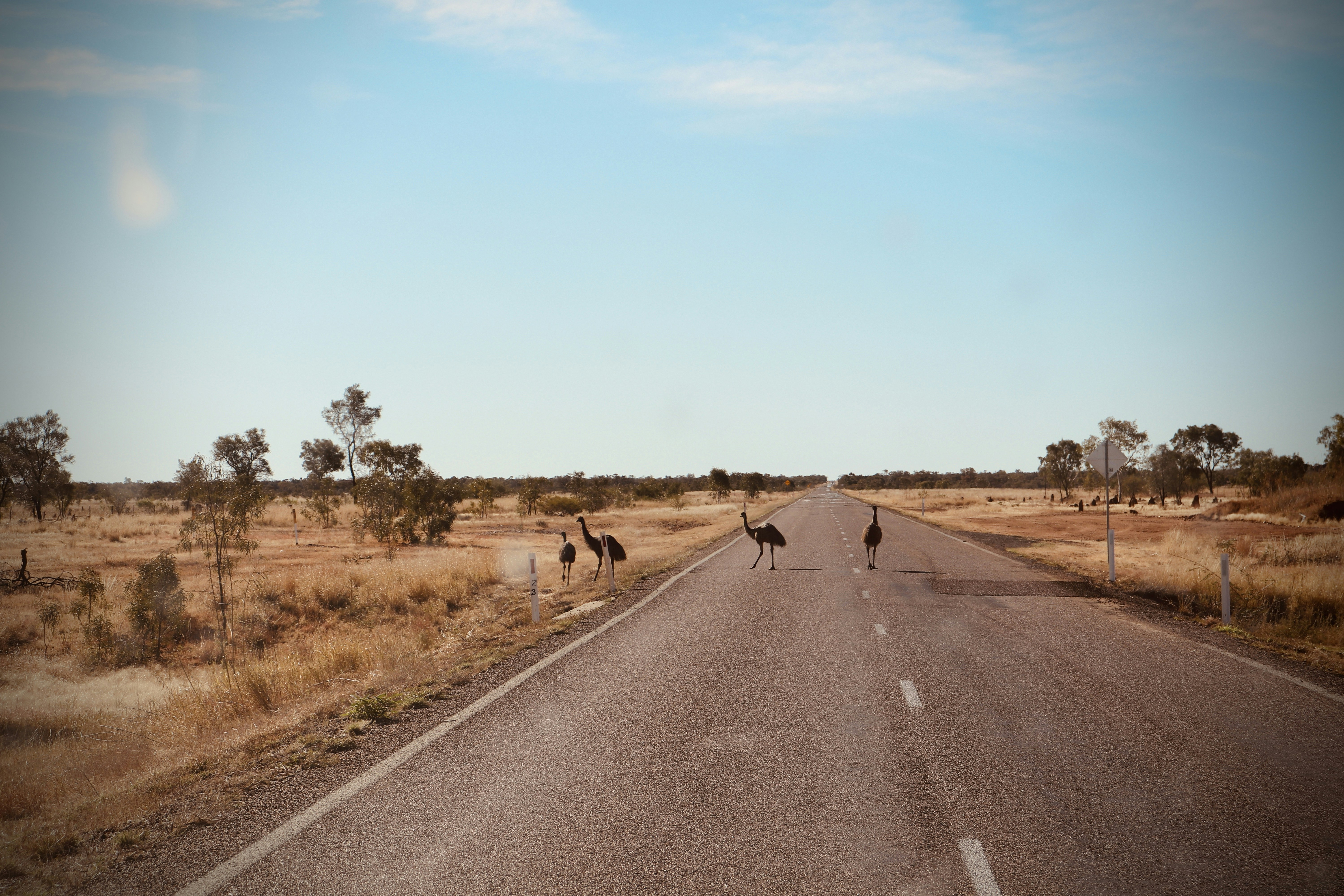 Desert Roadside Assembly: Birds Pause on the Open Highway
