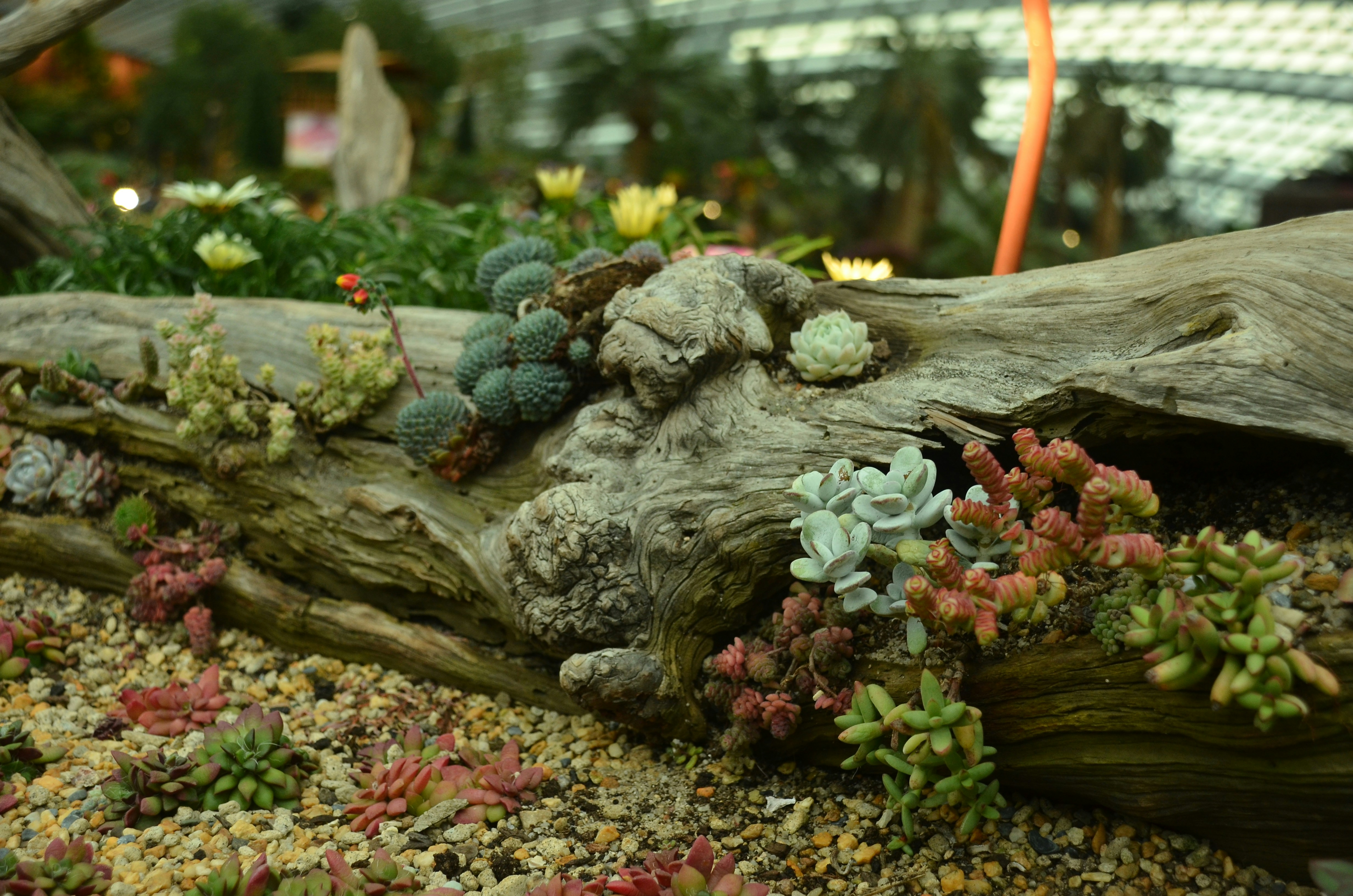 A vibrant arrangement of succulents nestled on a weathered driftwood log, surrounded by a colorful array of pebbles and greenery.