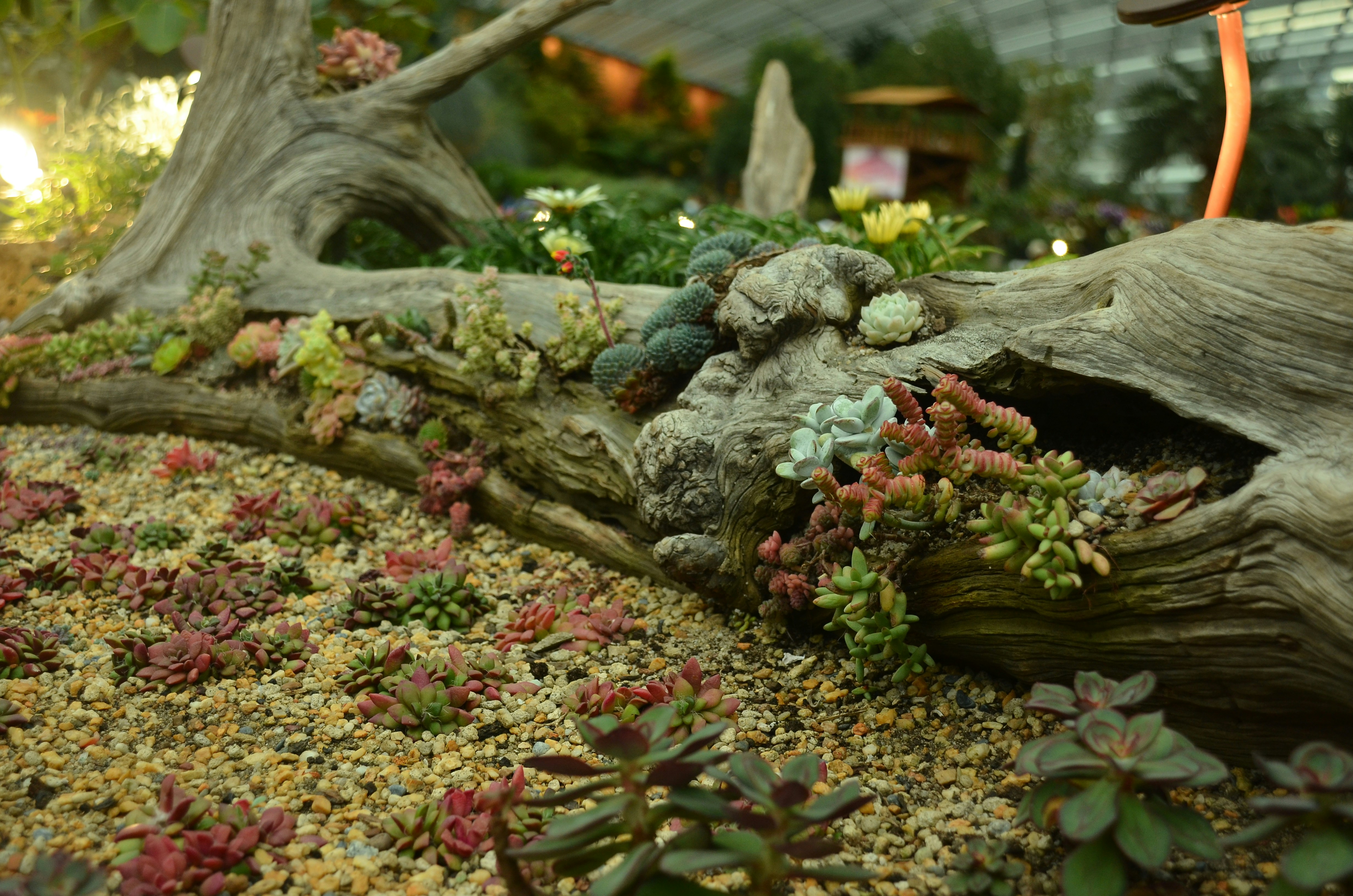 Gnarled Driftwood Harbor: A Tiny Succulent Oasis