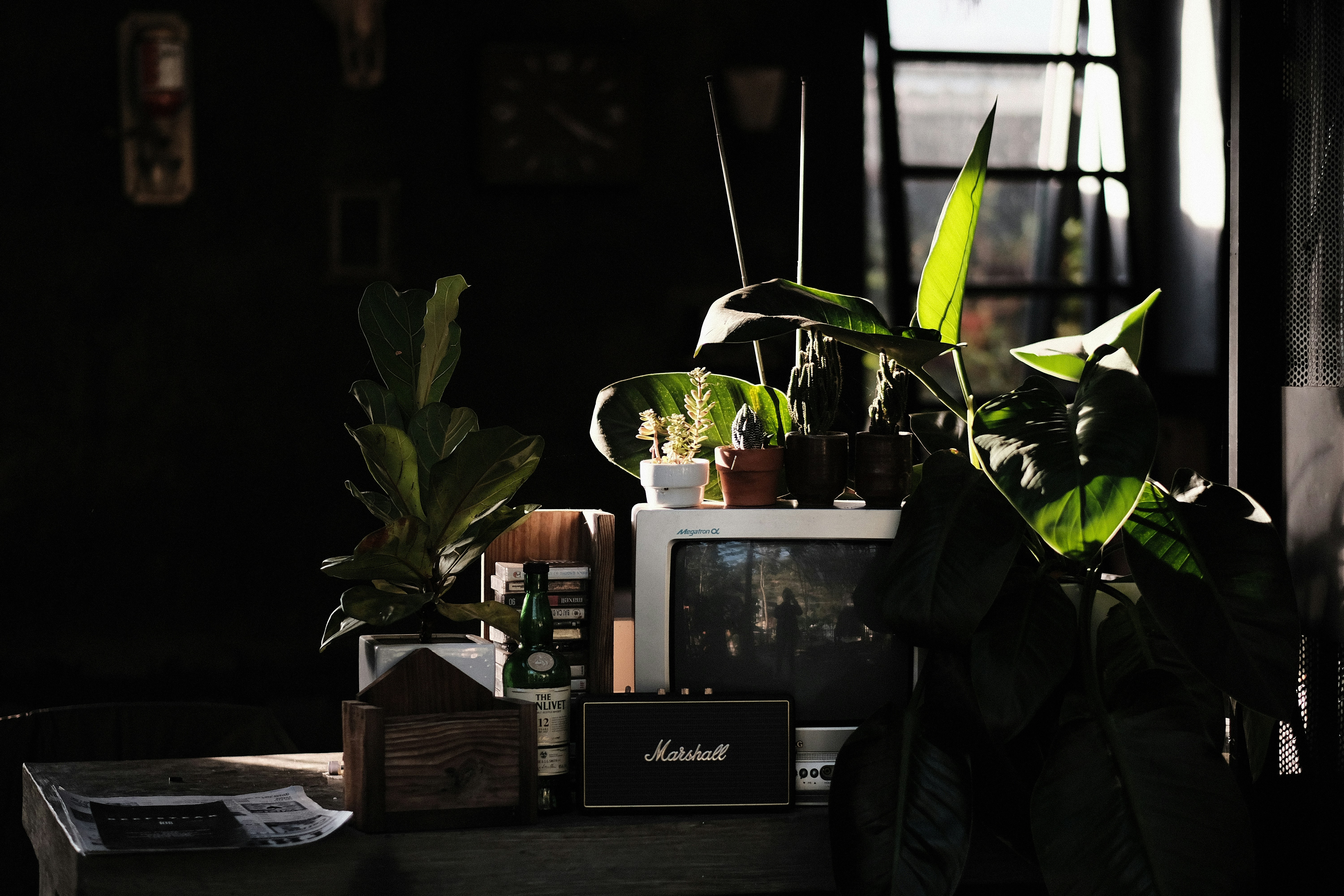 Assorted houseplants surrounding an old television and speaker on a wooden table in dim lighting.
