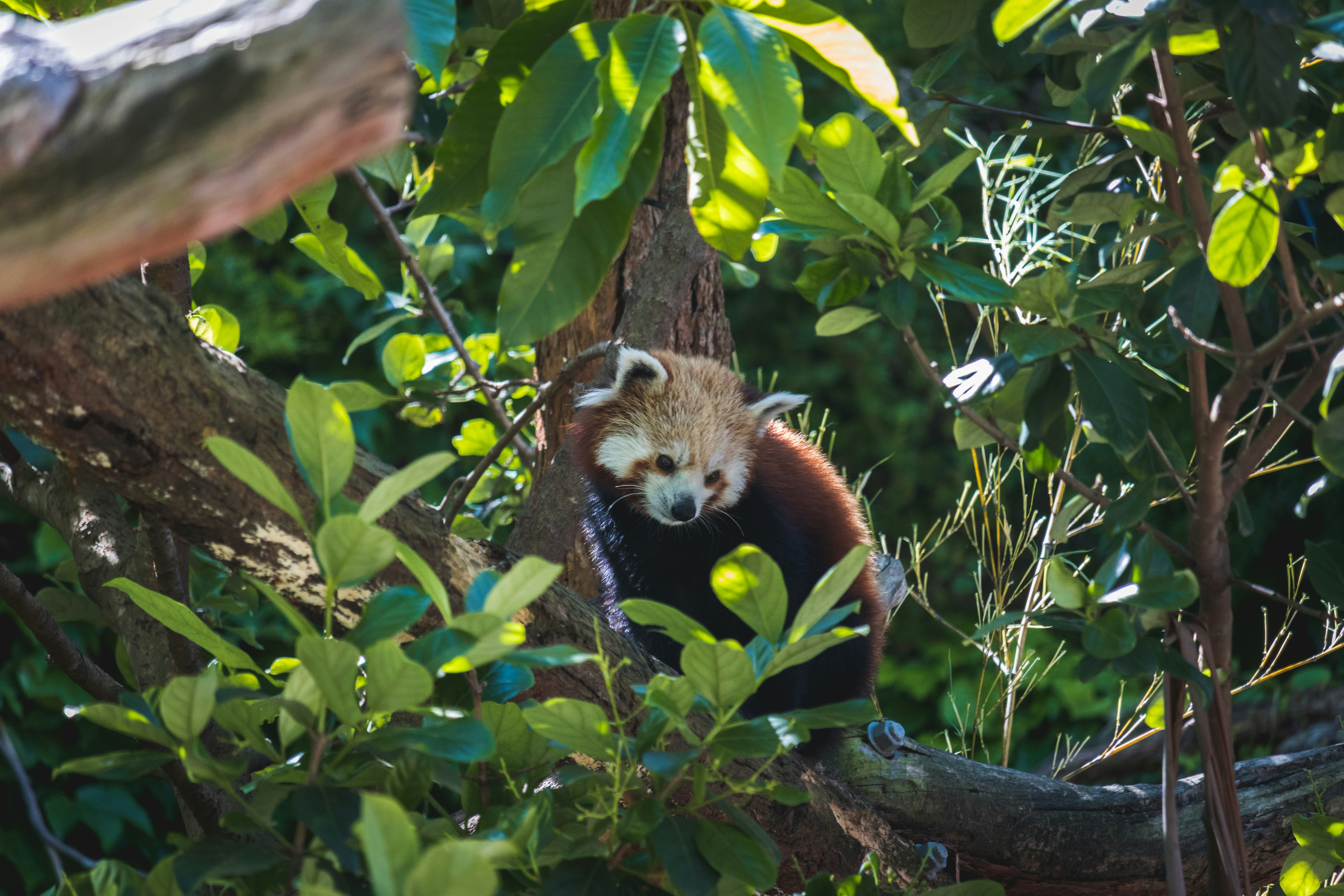 A red panda nestled among vibrant green foliage, exuding a sense of tranquility and curiosity.