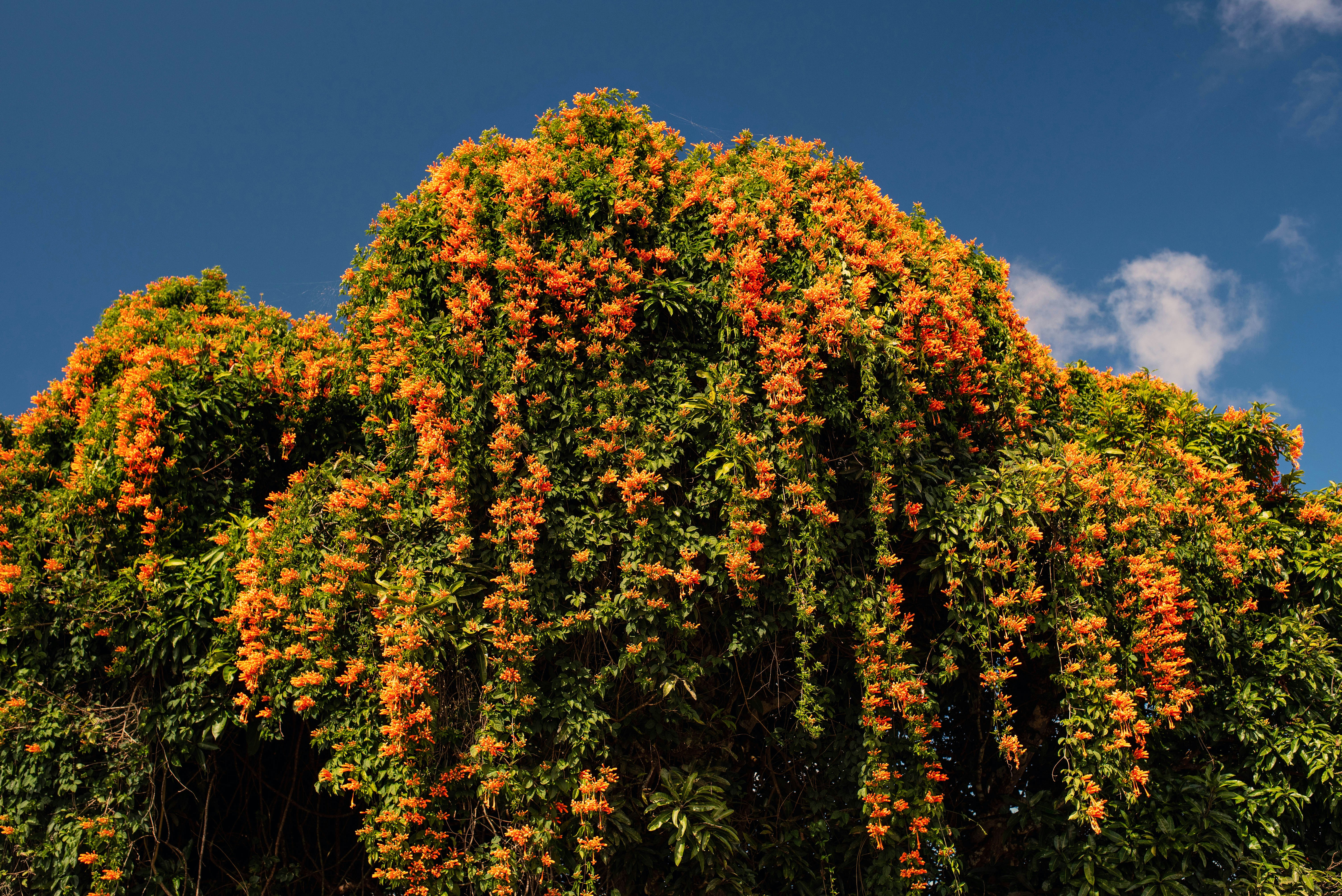 Cascade of orange blossoms over a sunlit garden canopy