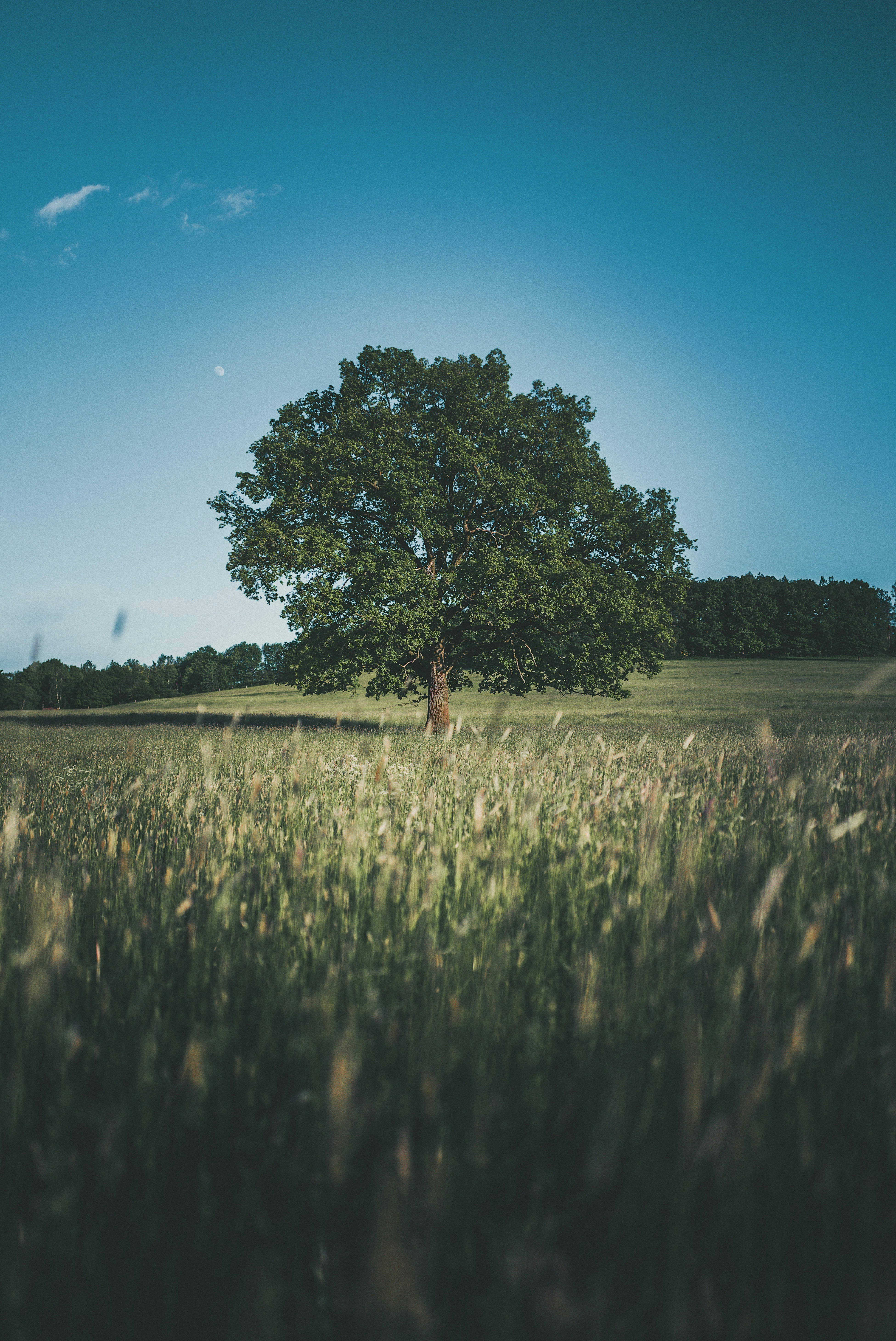 Trees | 24 best free tree, outdoor, plant and field photos on Unsplash