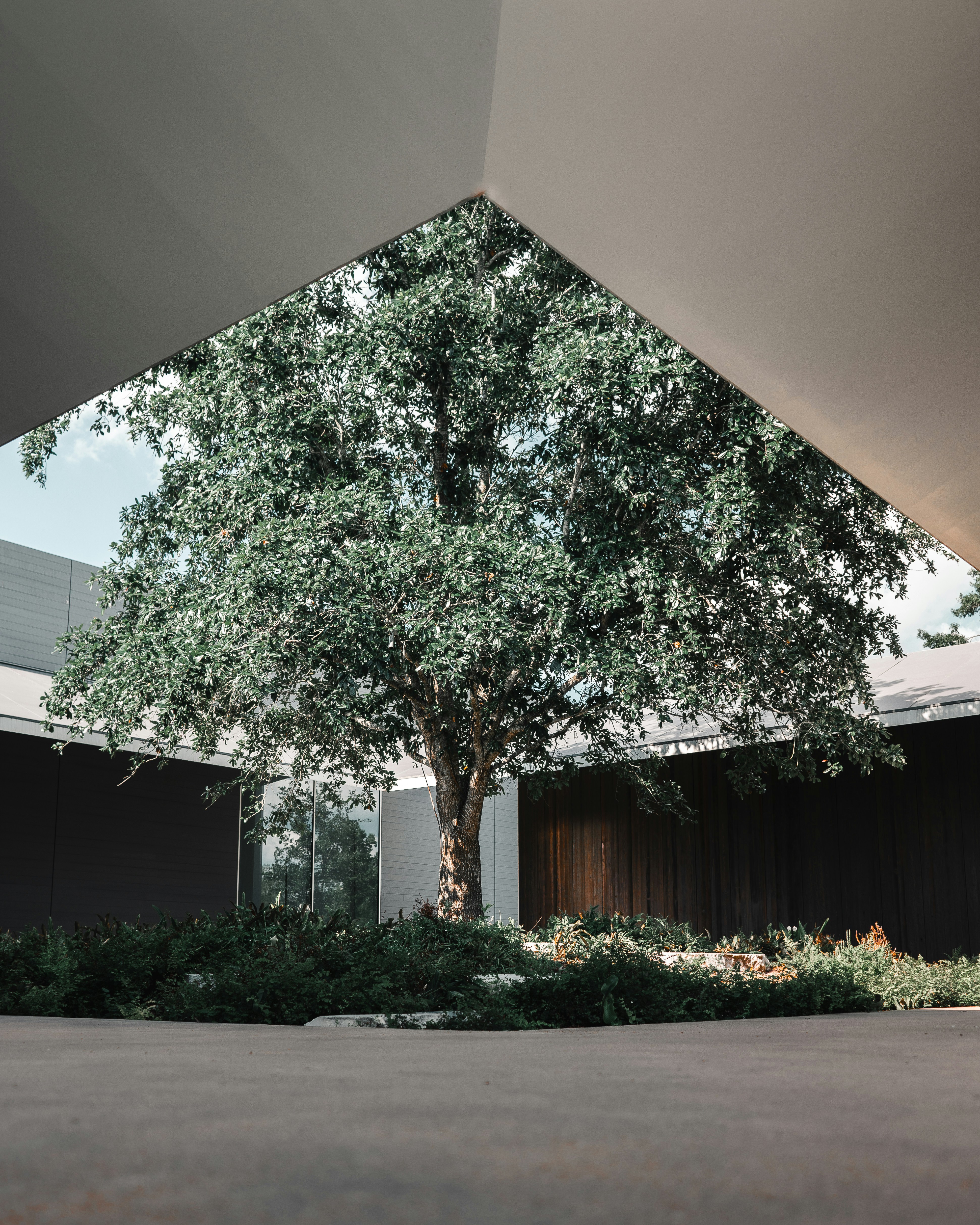 Tree at the Convergence of Angles: Central Stillness in a Modern Courtyard