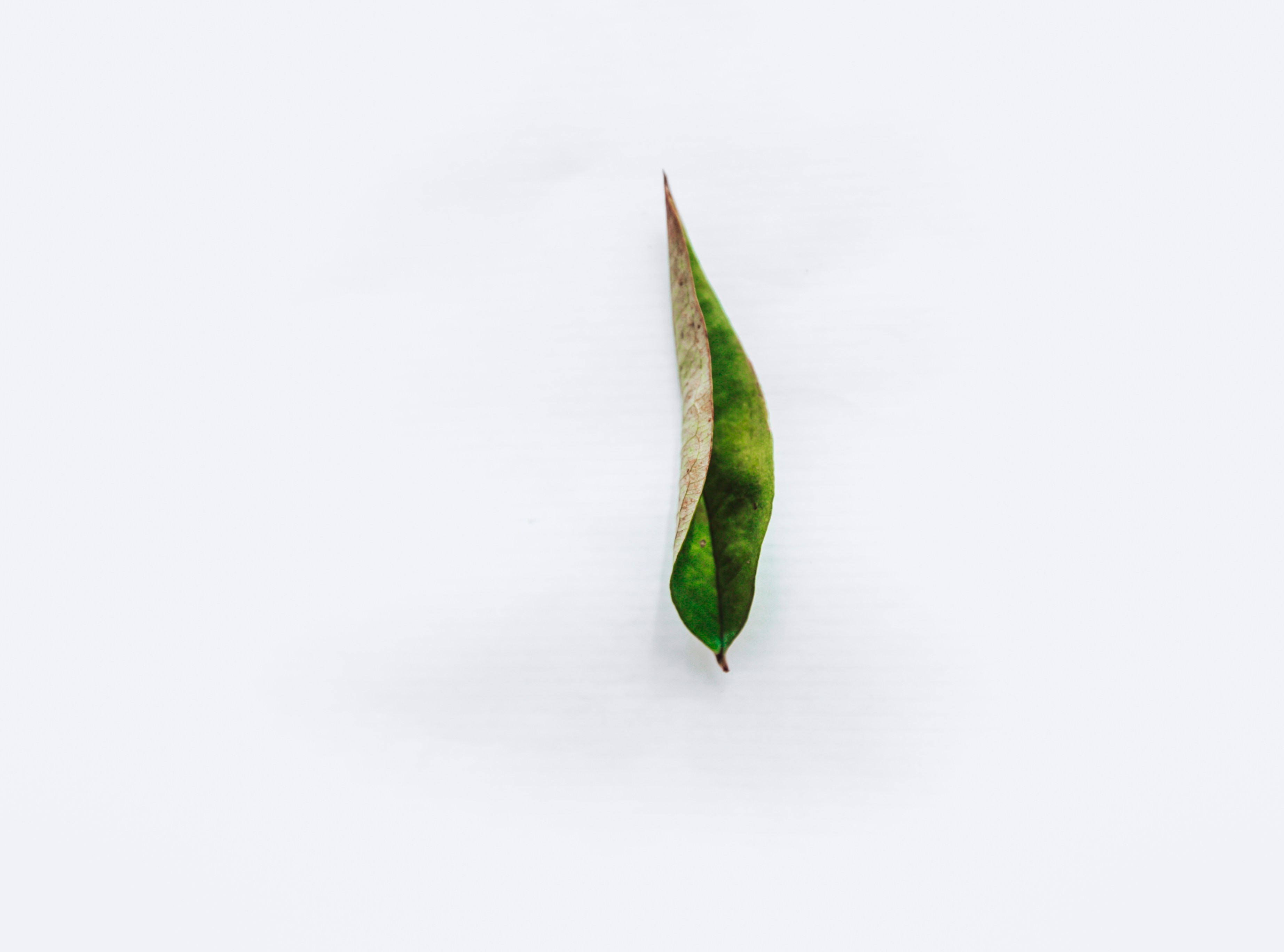 A solitary leaf suspends in a pale expanse of negative space