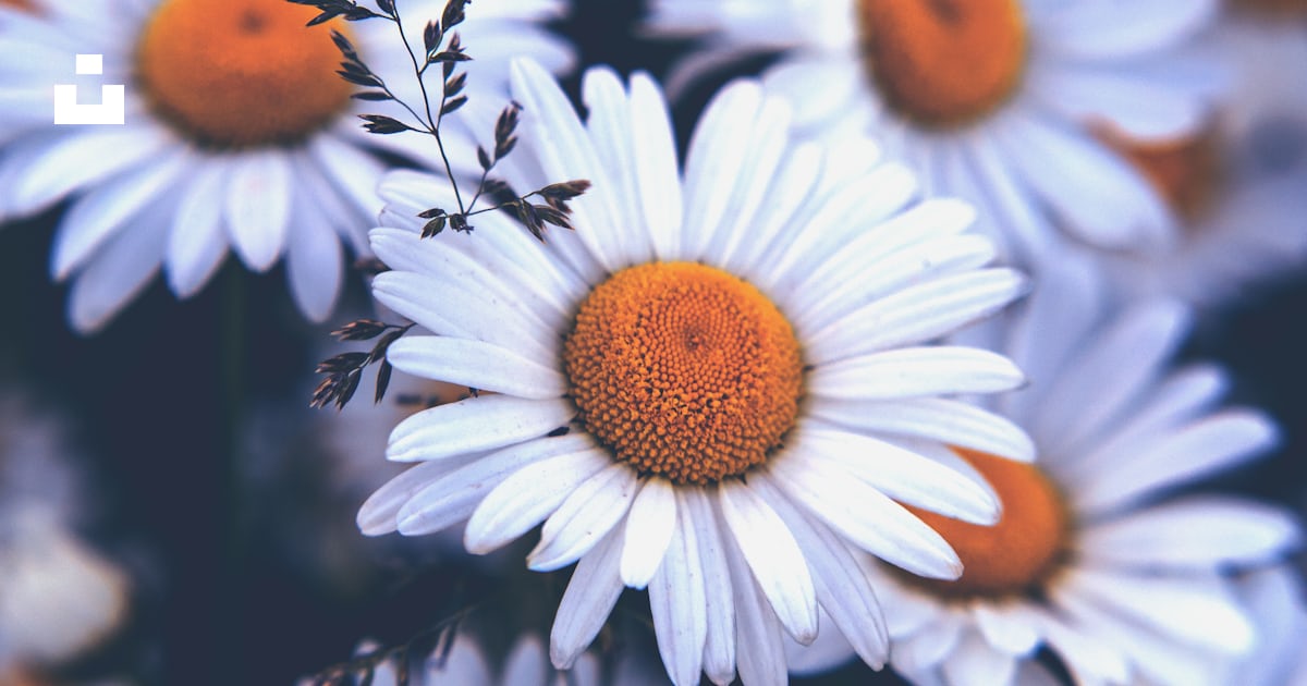 Fleurs de marguerite blanches et oranges photo – Photo La nature ... Fleurs de marguerite blanches et oranges photo – Photo La nature ...