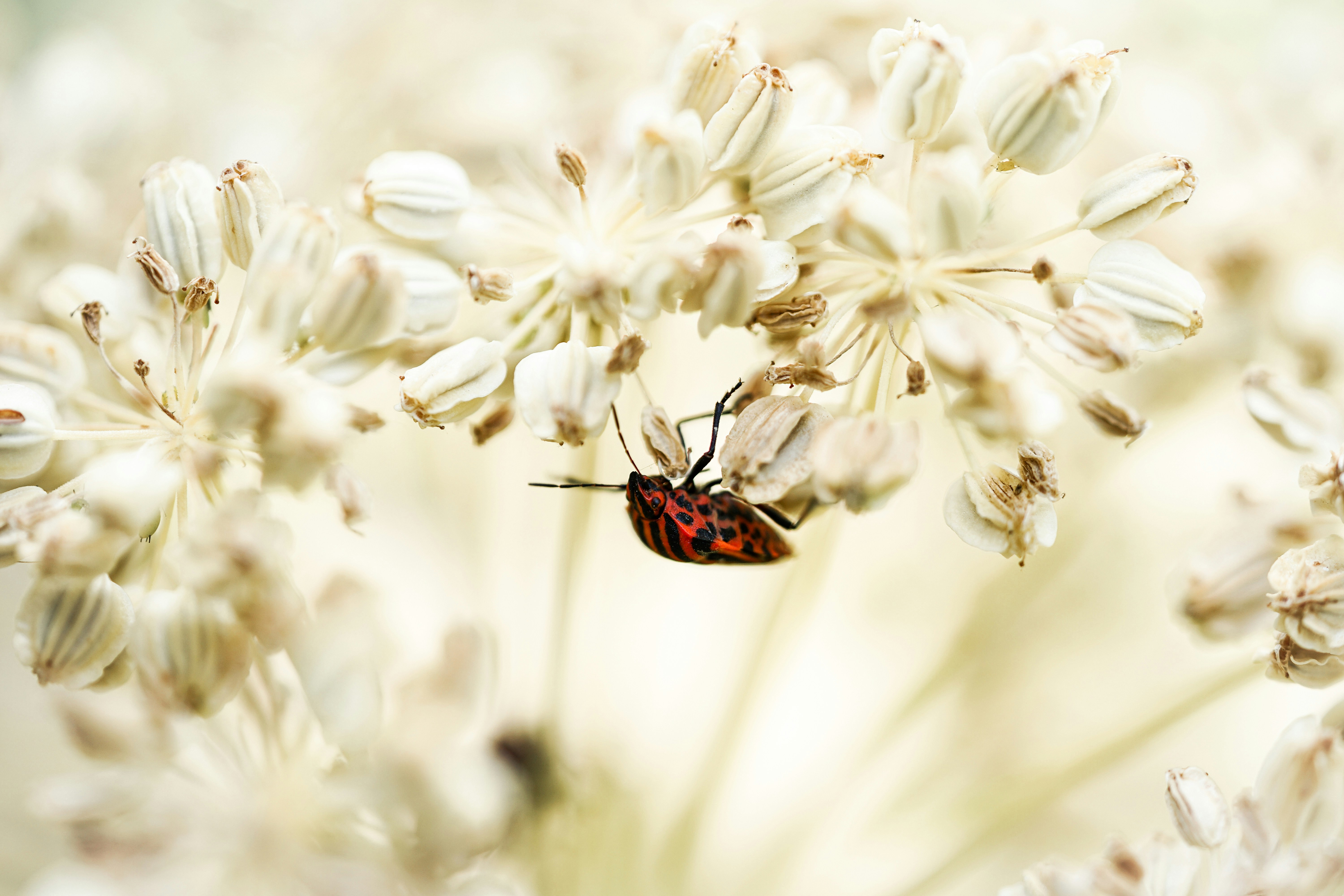 Shield bug on allium flower (2)