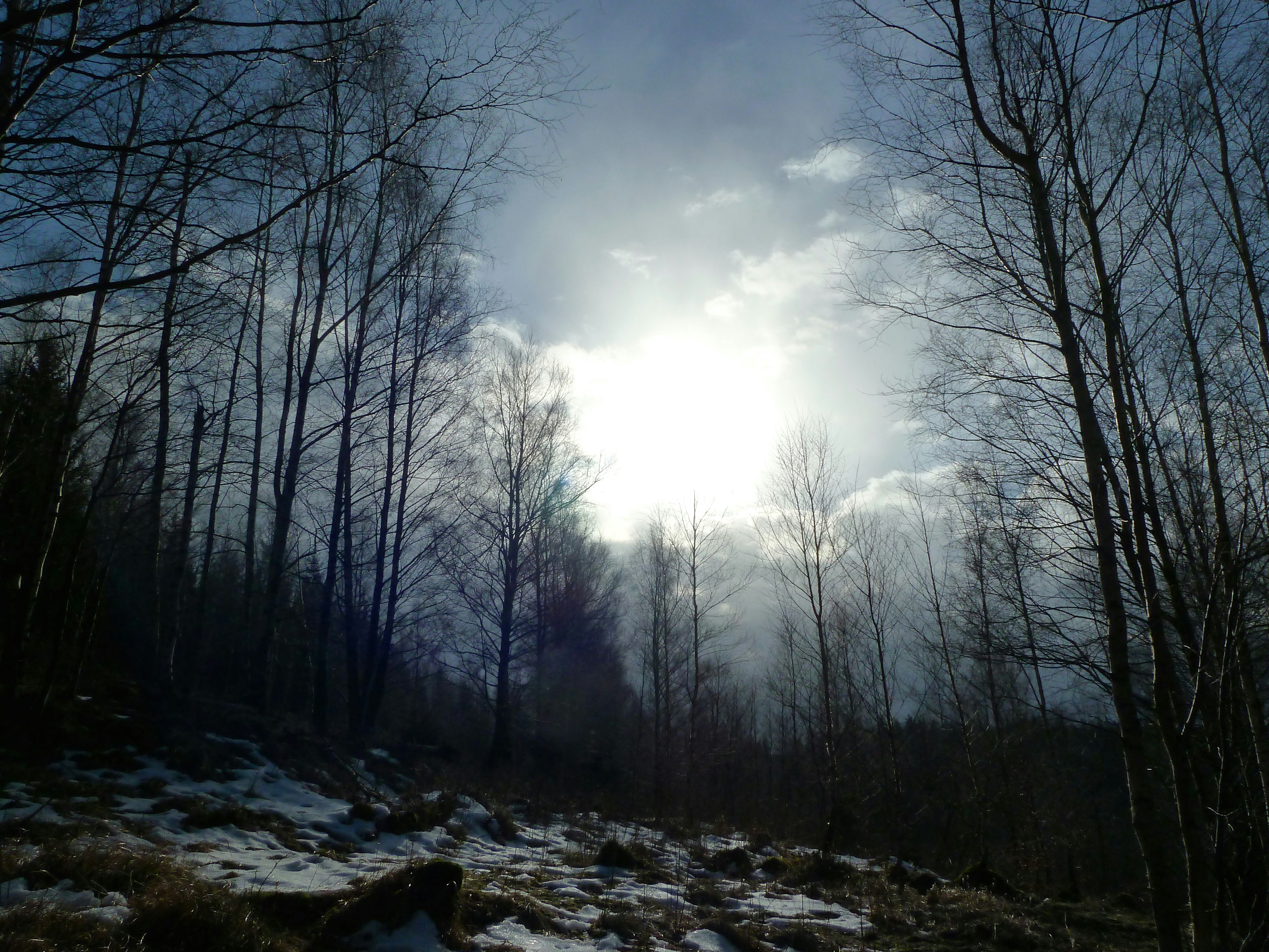 Snow-dusted woodland under a bright sun with bare trees and a clear sky, capturing a wintry forest scene.
