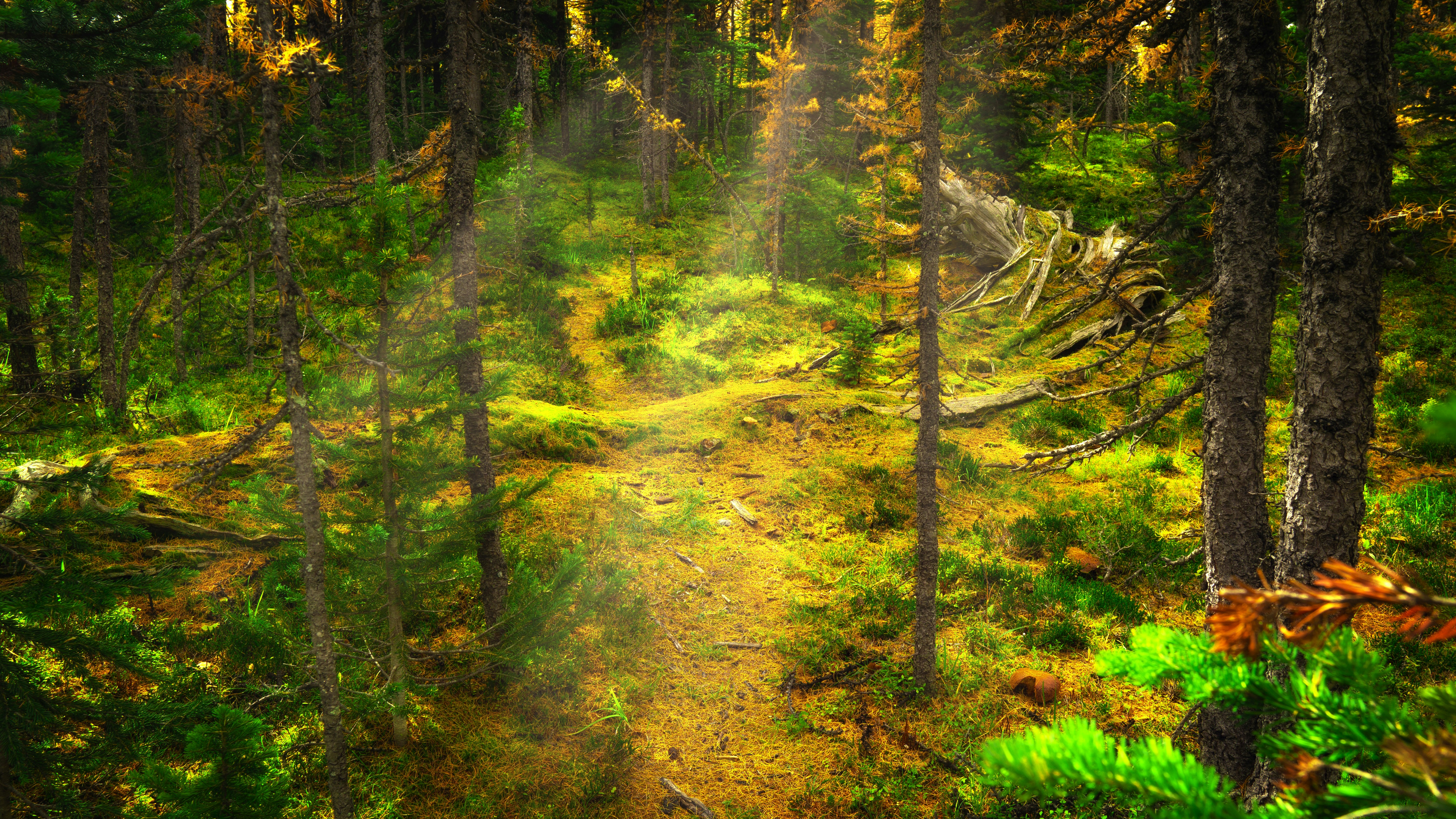 Sunlight filters through the dense forest canopy, illuminating a winding trail covered in lush greenery and moss.