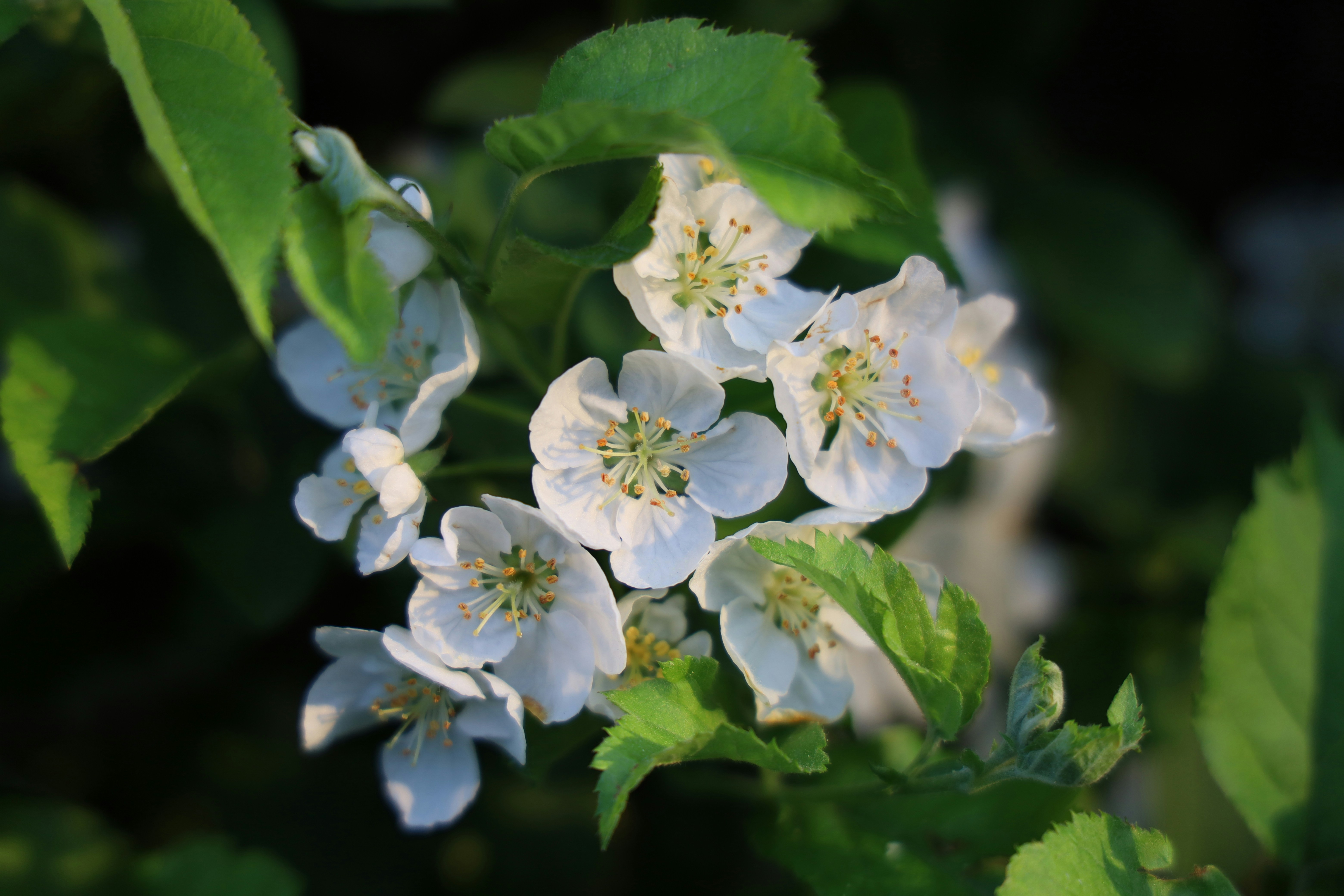 My flower collection | 9 best free flower, plant, blossom and macro ...