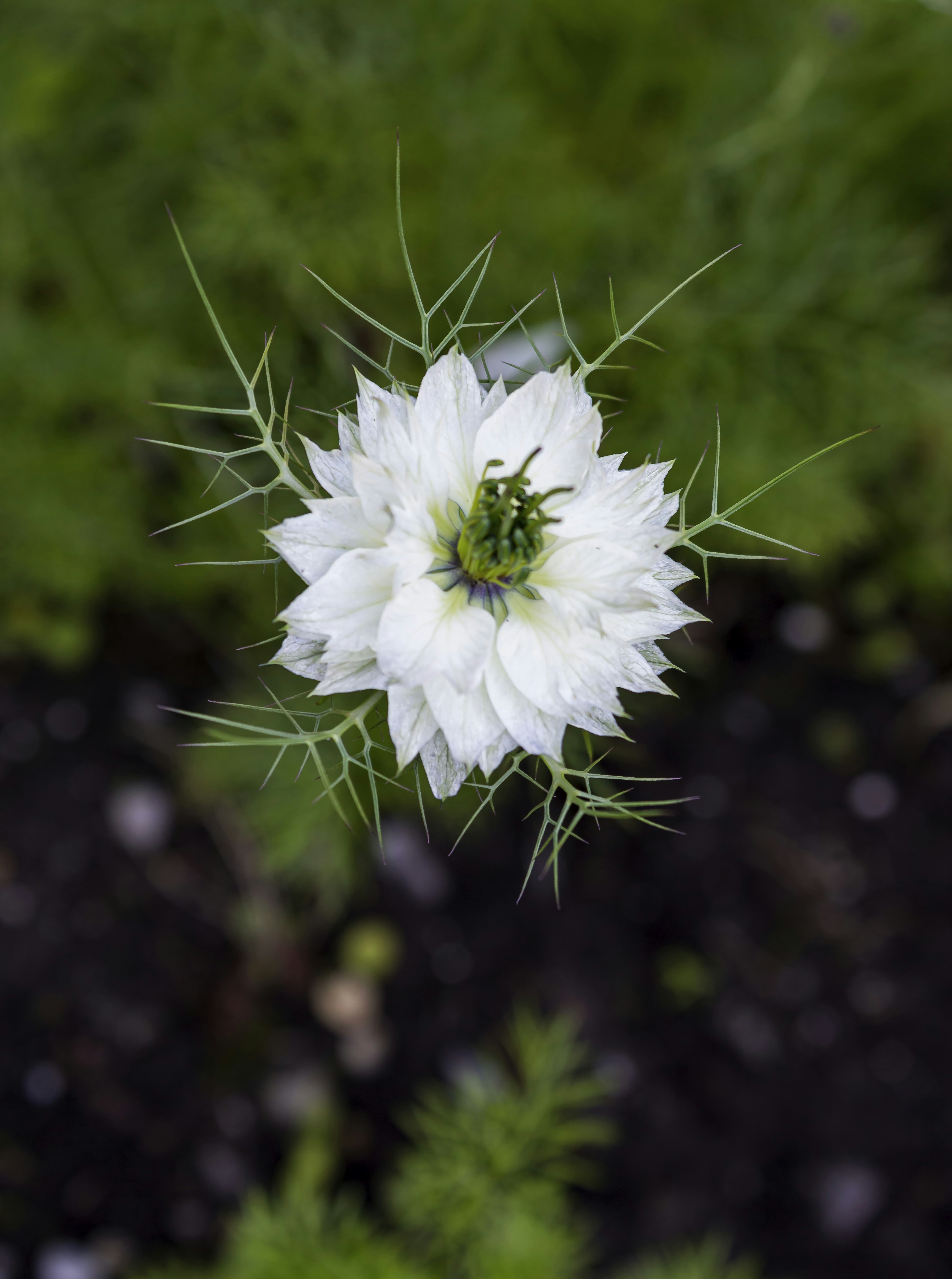 White Nigella Bloom Centered in a Verdant Blur
